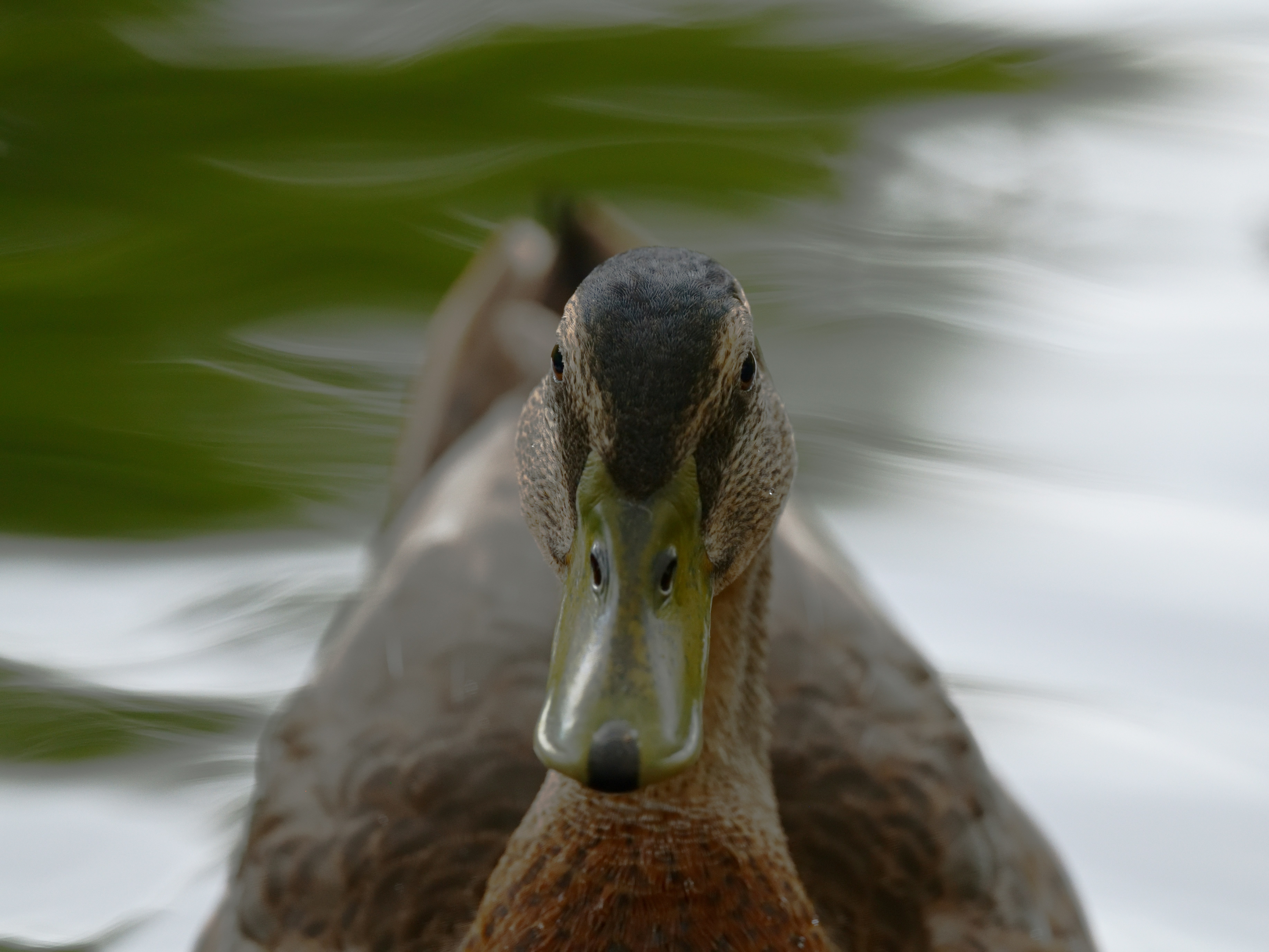 Front-and-Center: A Mallard's Gaze Across the Water