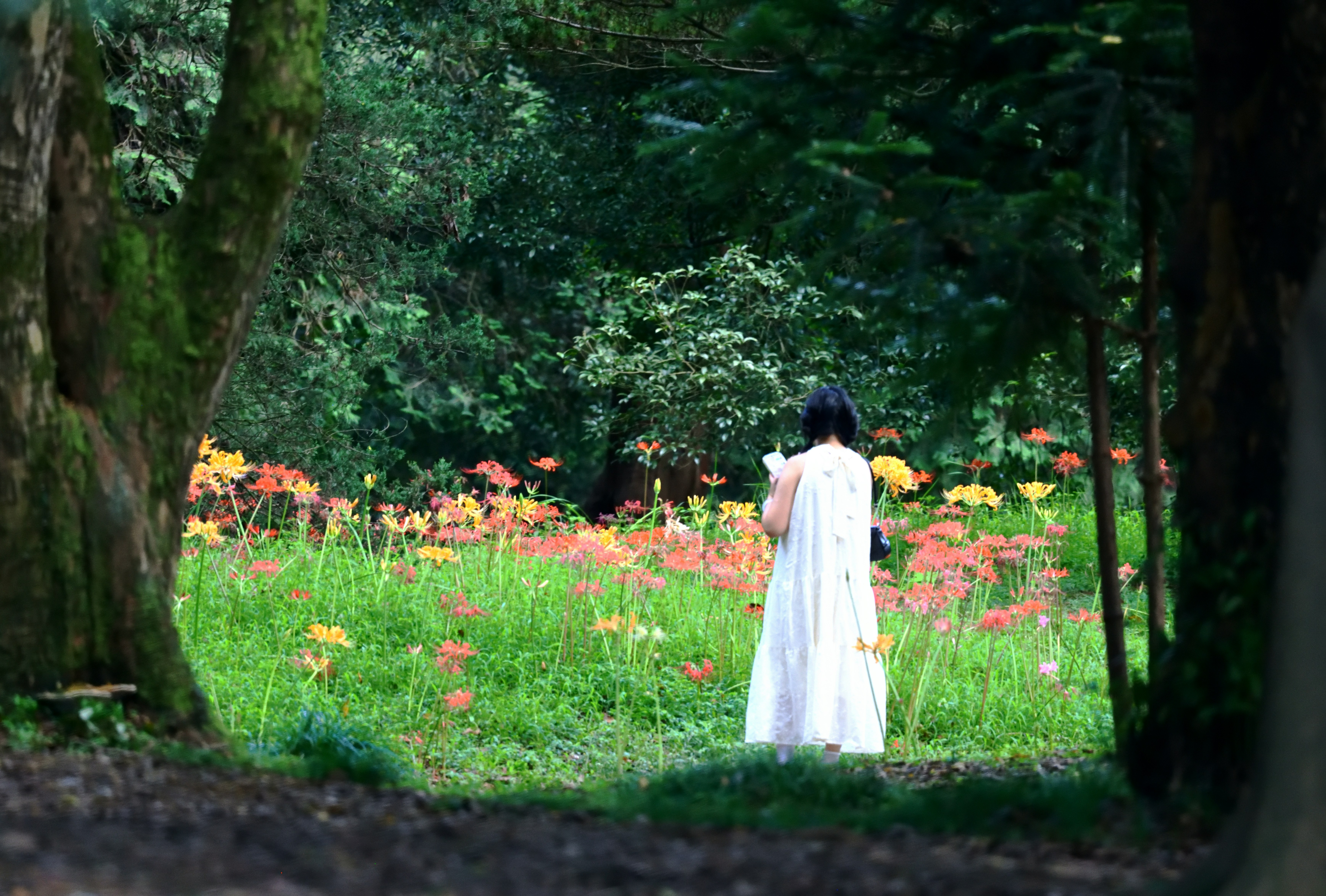 A Quiet Figure Among Spring Blooms
