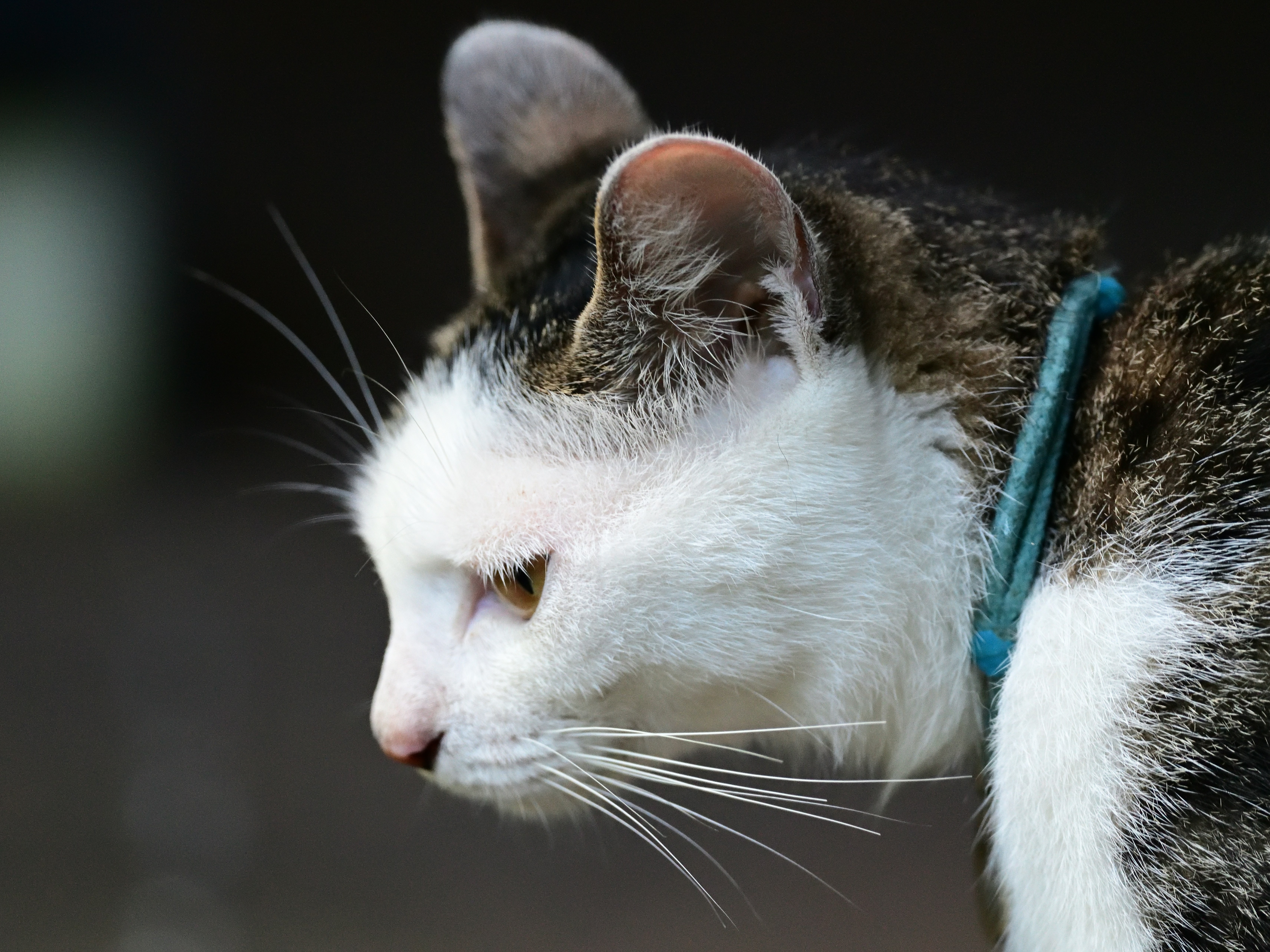 Whiskered Focus: Profile of a Curious Cat in Gentle Light