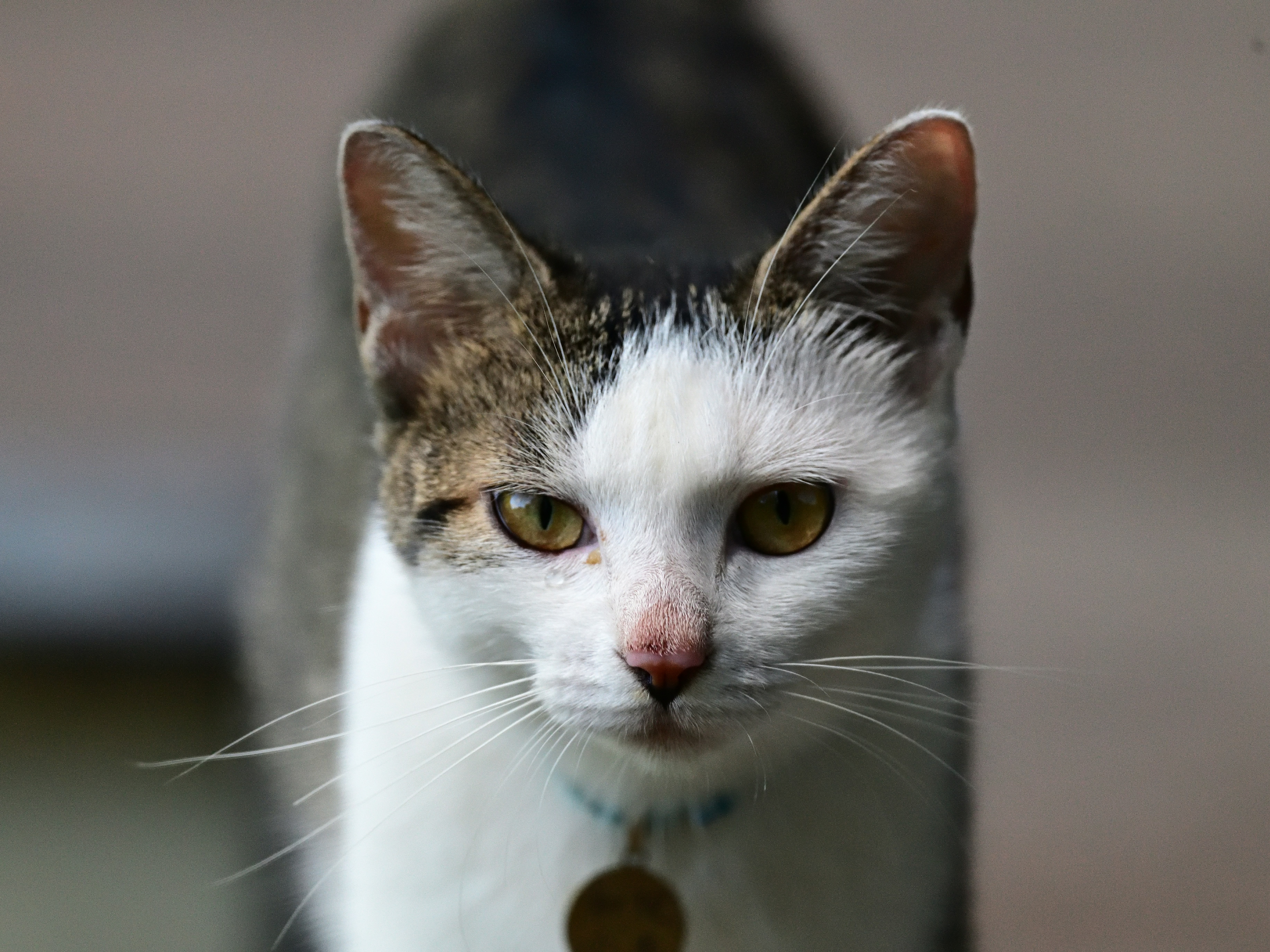 White-and-tabby cat gazes toward the camera with a soft, attentive expression; shallow depth of field isolates the face against a blurred background. This is a photographic capture of a pet in a natural pose.