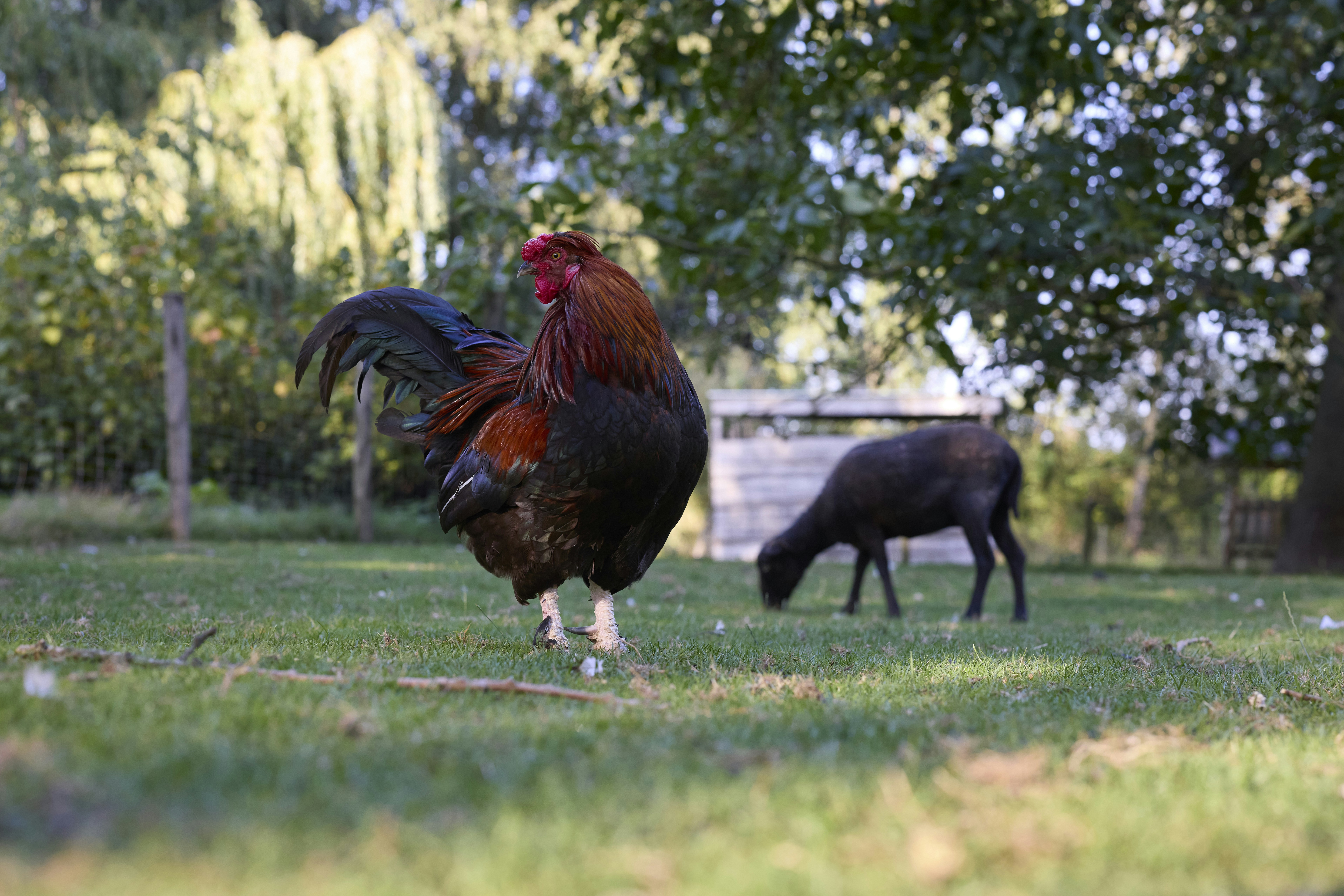 Dominant Roustabout: A Rooster Struts in a Sunlit Yard