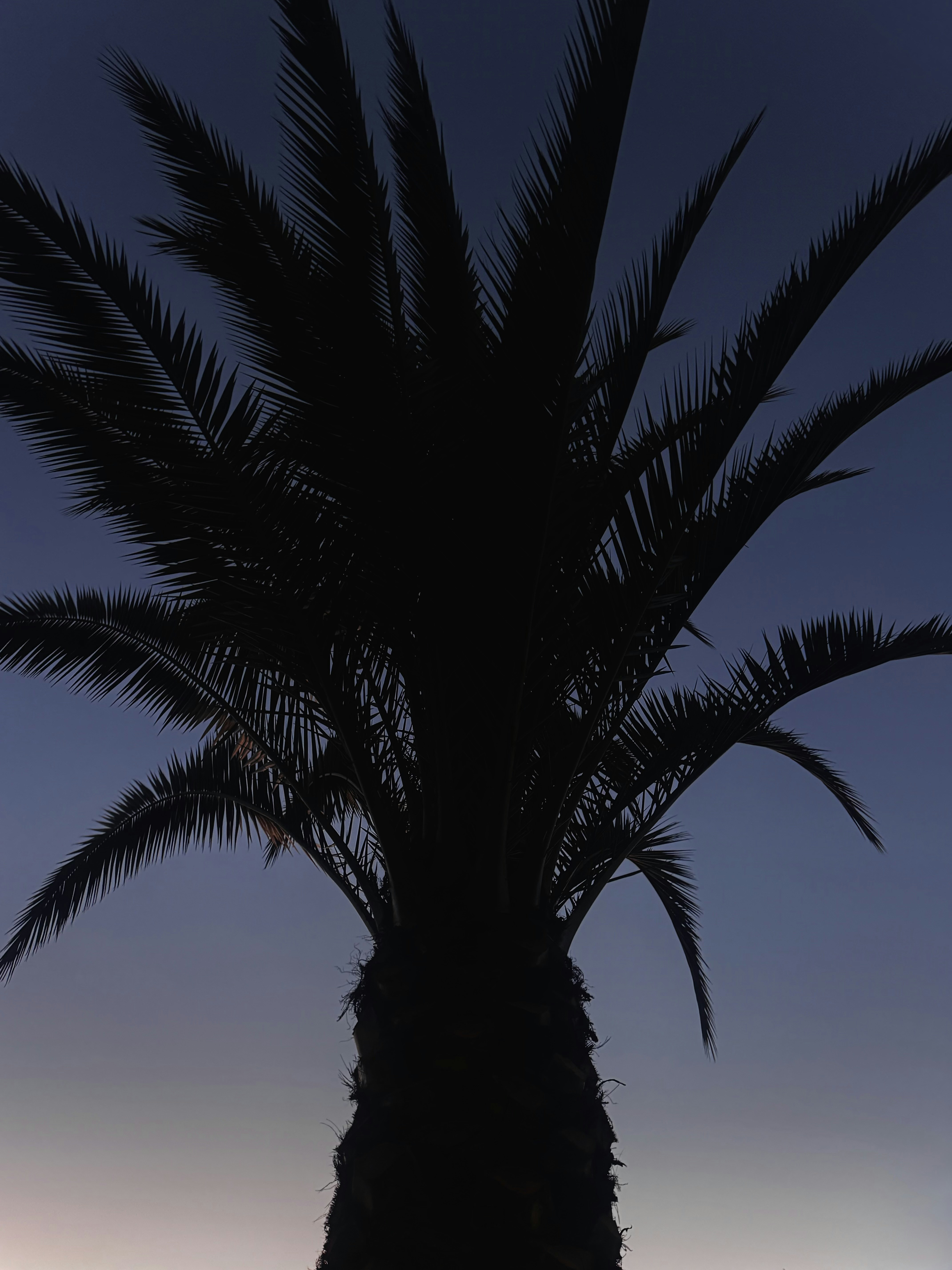 Silhouette of a palm tree against a gradient dusk sky with a soft glow near the horizon. A minimal nature scene emphasizing form and atmosphere.