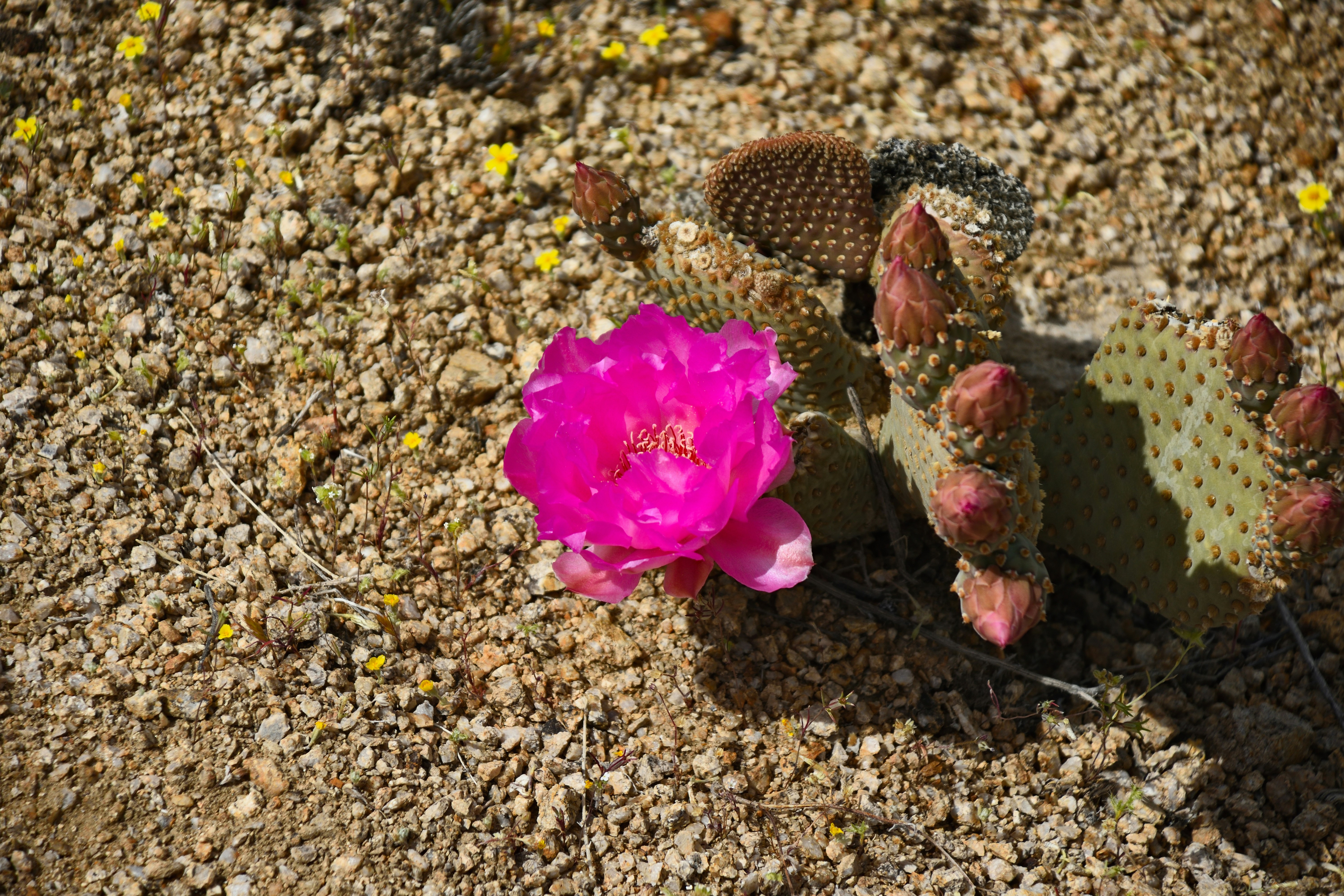 Desert Bloom: Magenta Flower Among Prickly Pear