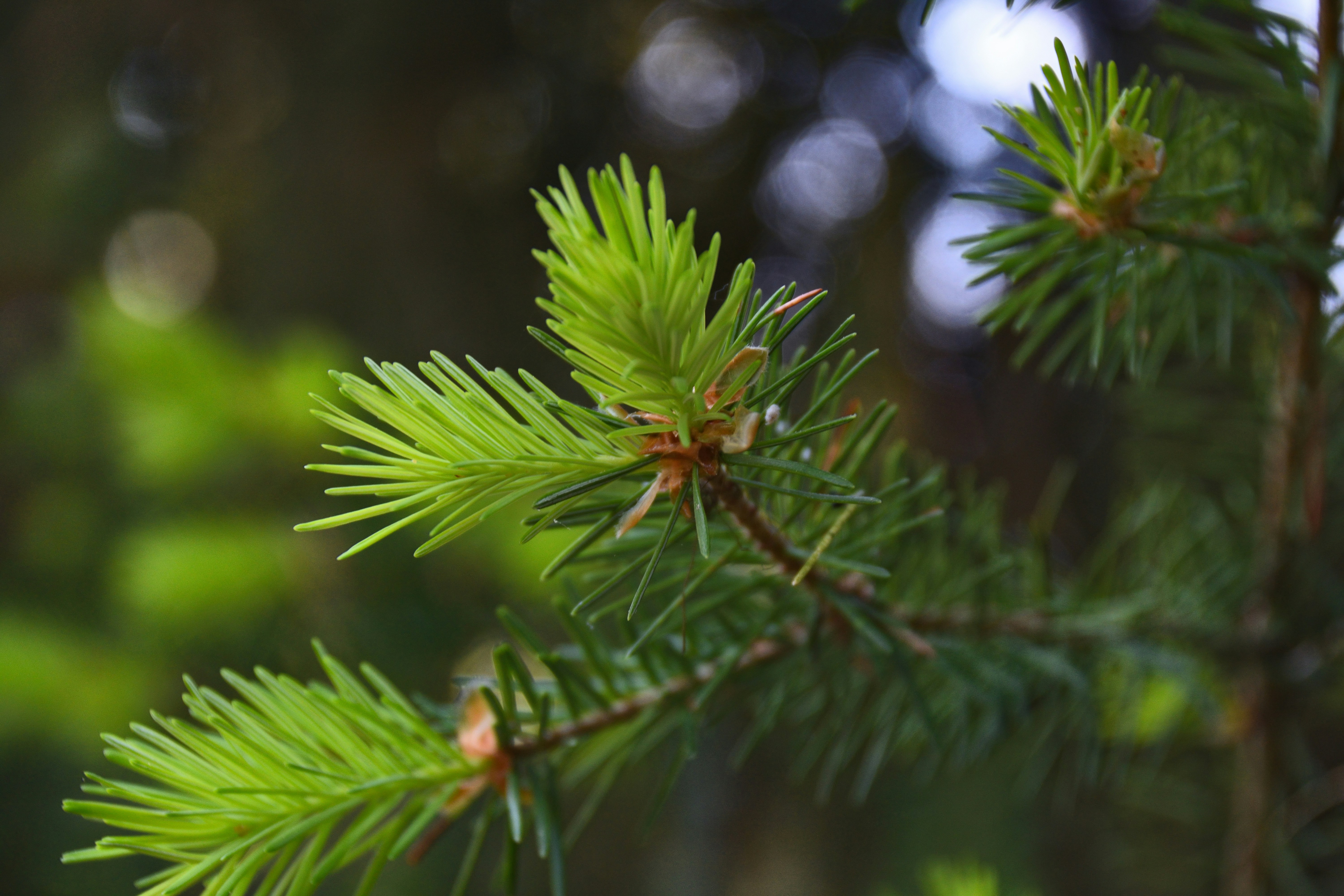Sprouting Pine Needles in Sharp Focus Against a Soft Green Backdrop