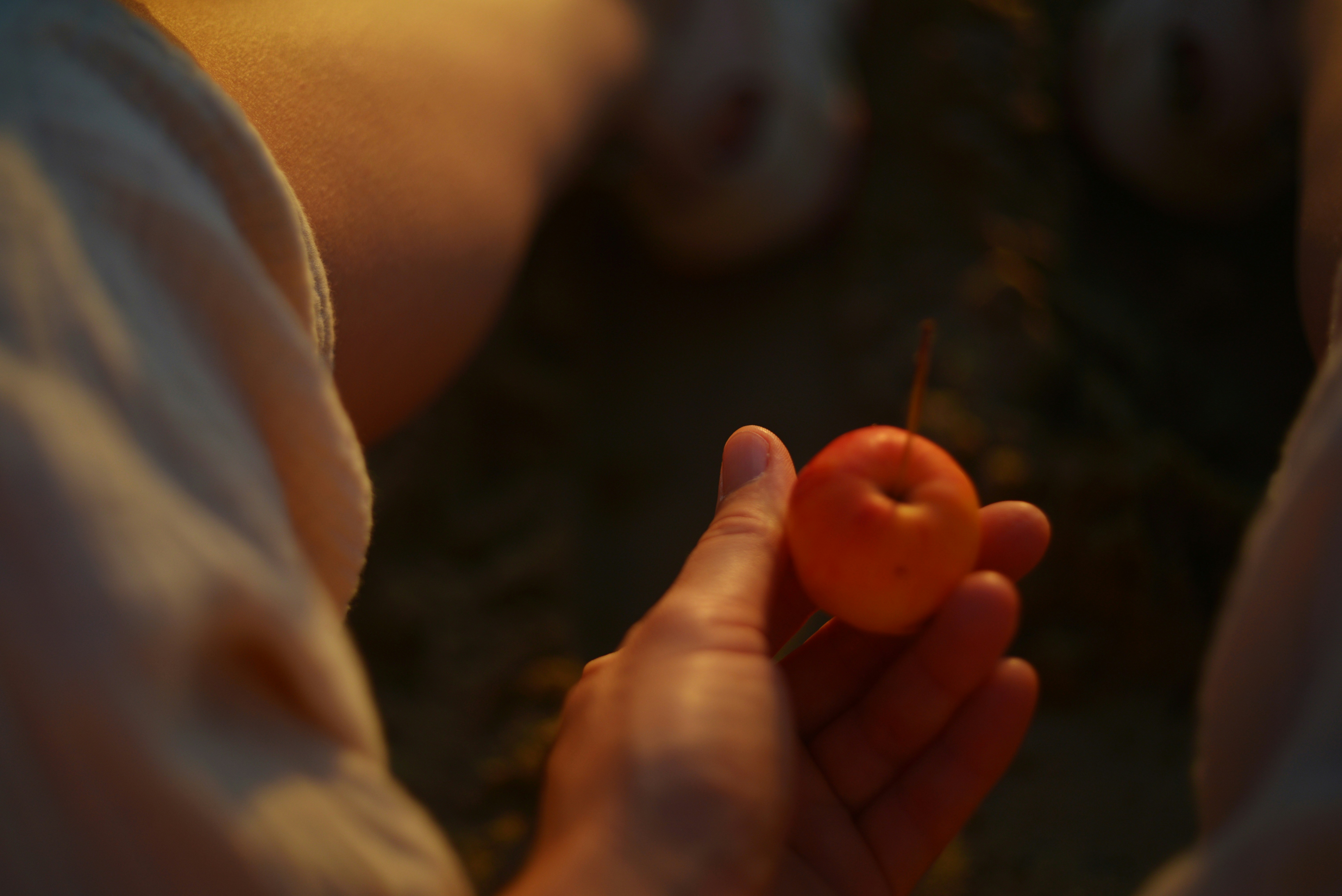 Handful of Autumn Promise: A Small Apple in Low Light
