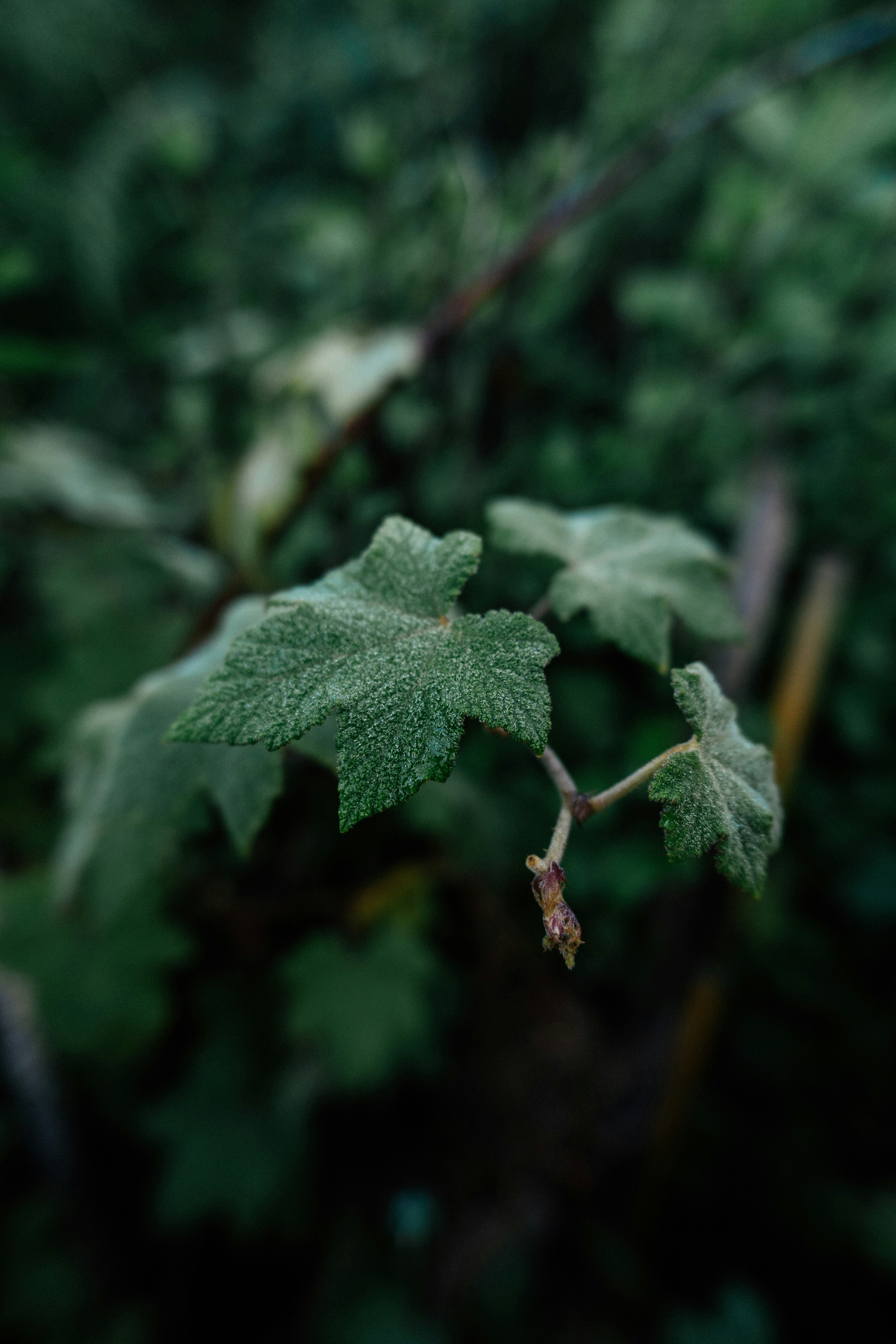 Frosted Leaf in a Verdant Blur