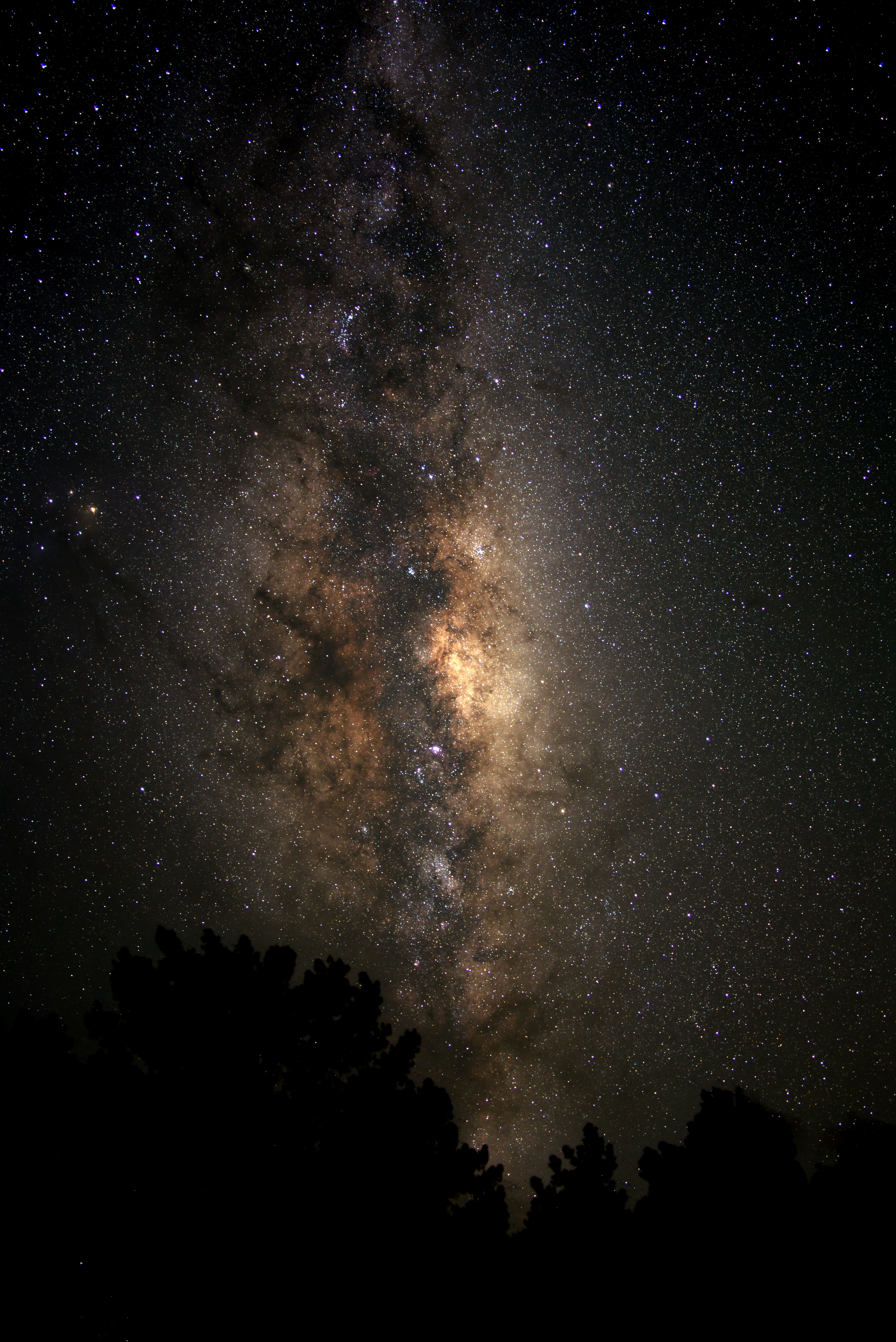 Milky Way Ascends Over Silence: A Night Sky Portrait from the Pines