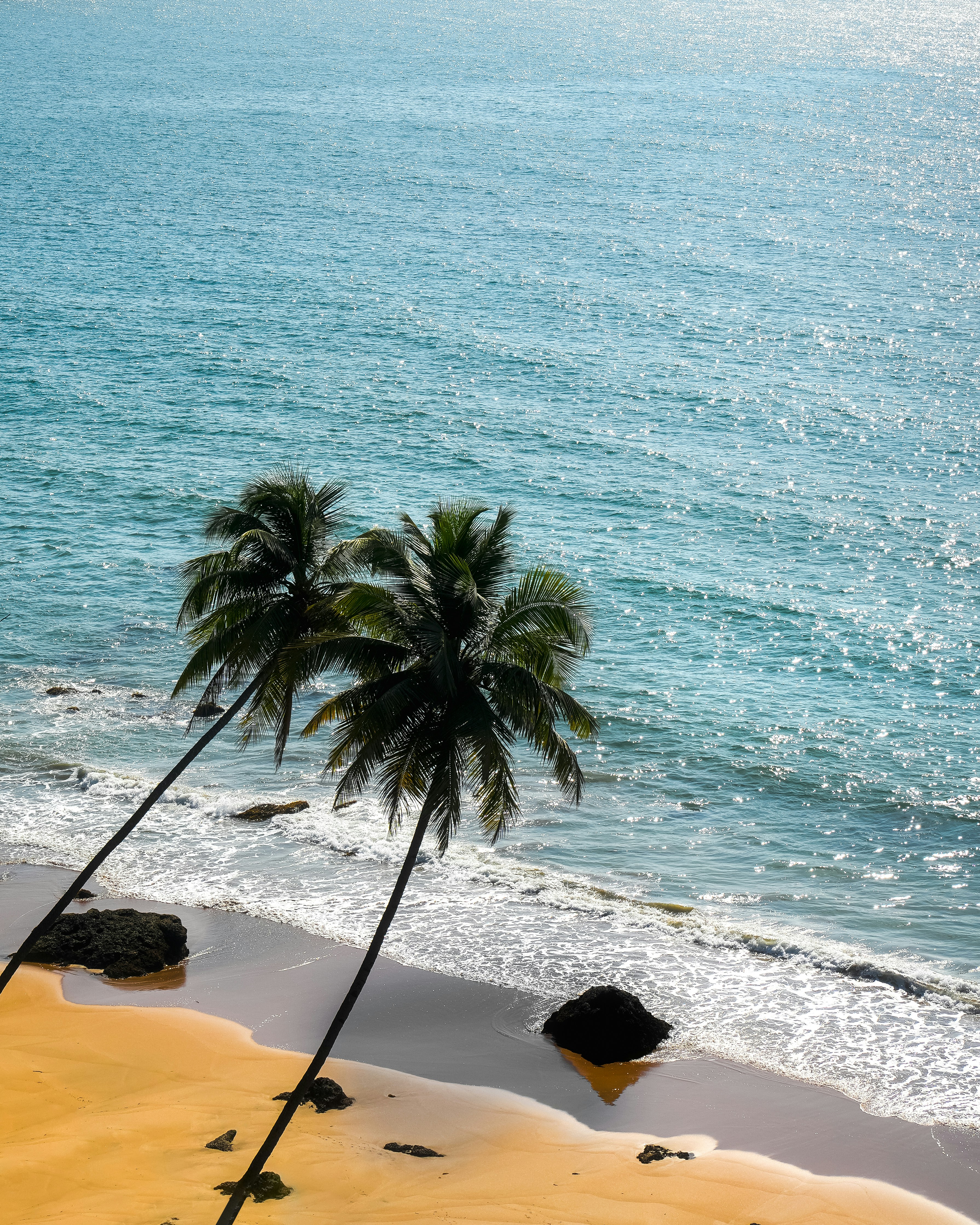 Palm-Shaded Boundary: A Quiet Shoreline Between Sand and Sea