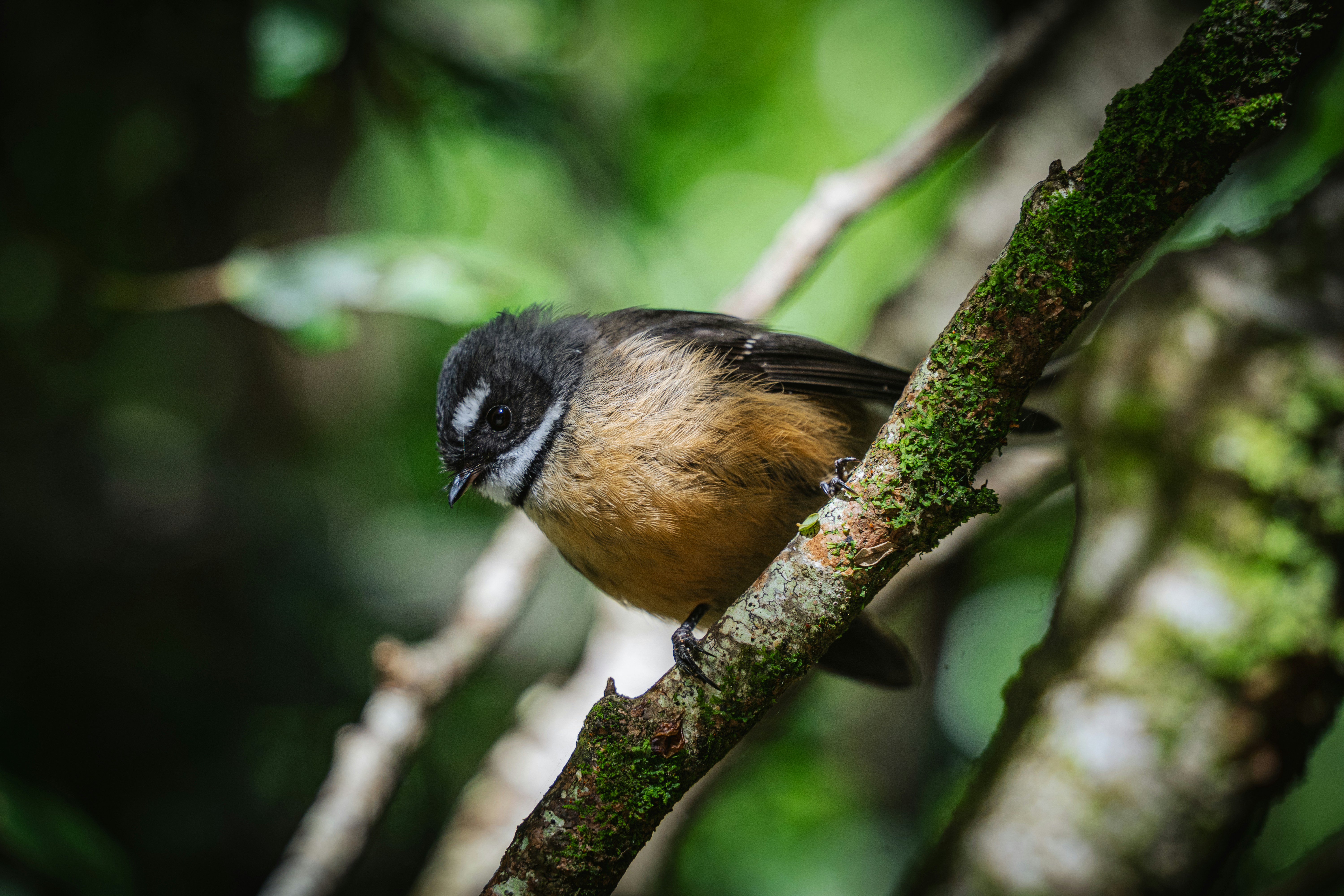 In the Fern Patch: Tiny Bird, Quiet Focus