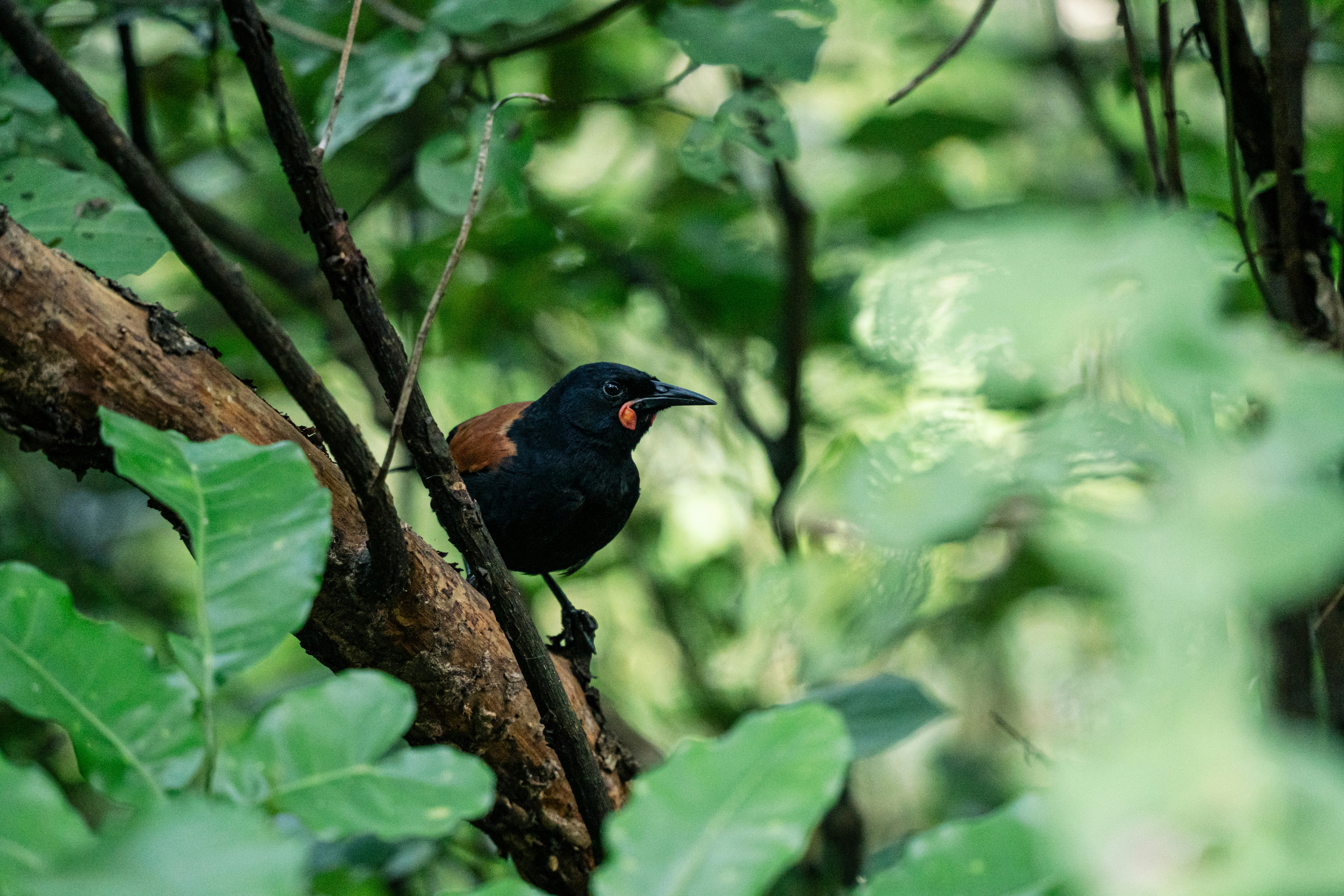 Black Fungivorous Warbler on a Mossy Branch
