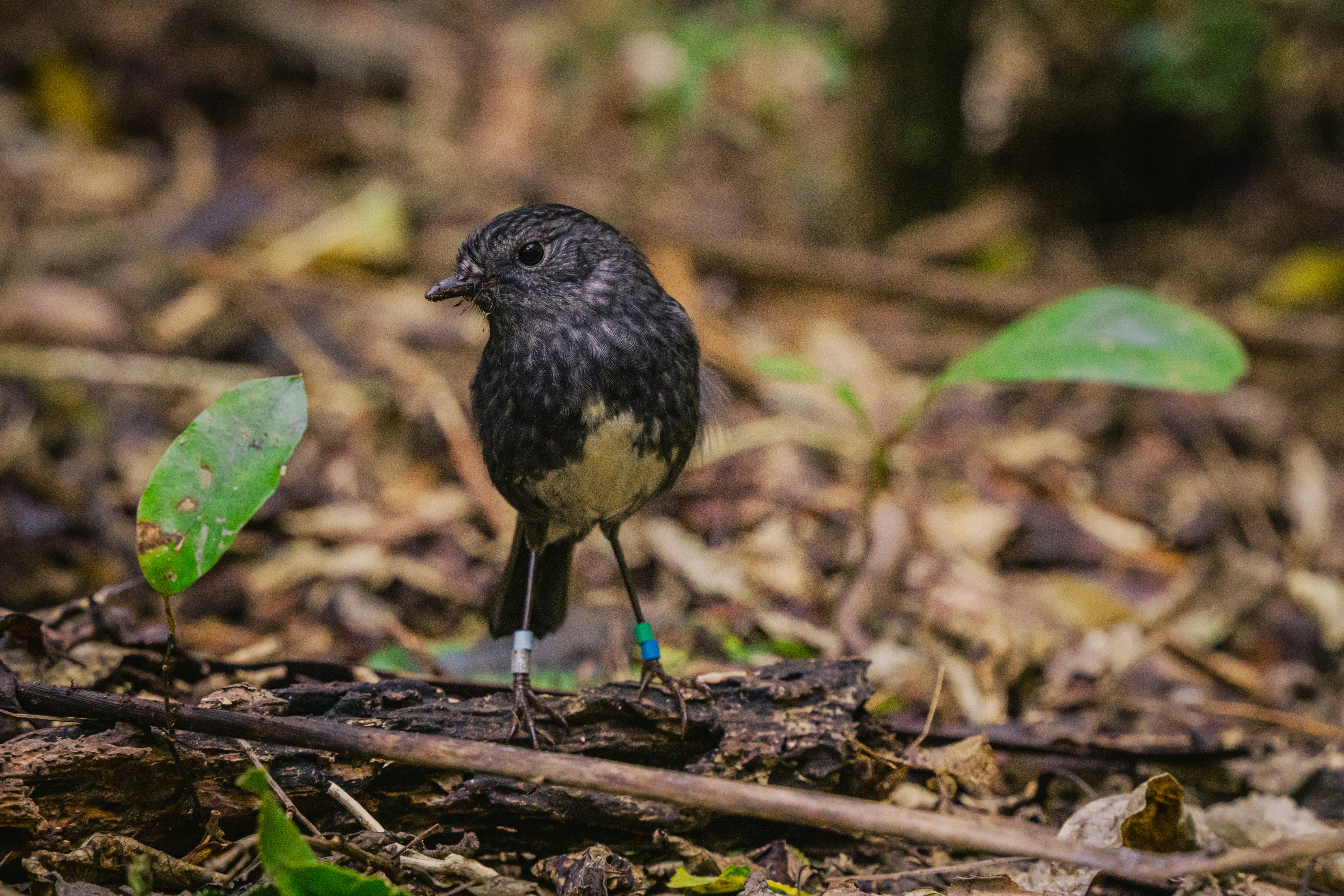 Dusky Ground-Forager: A Small Bird on Forest Floor