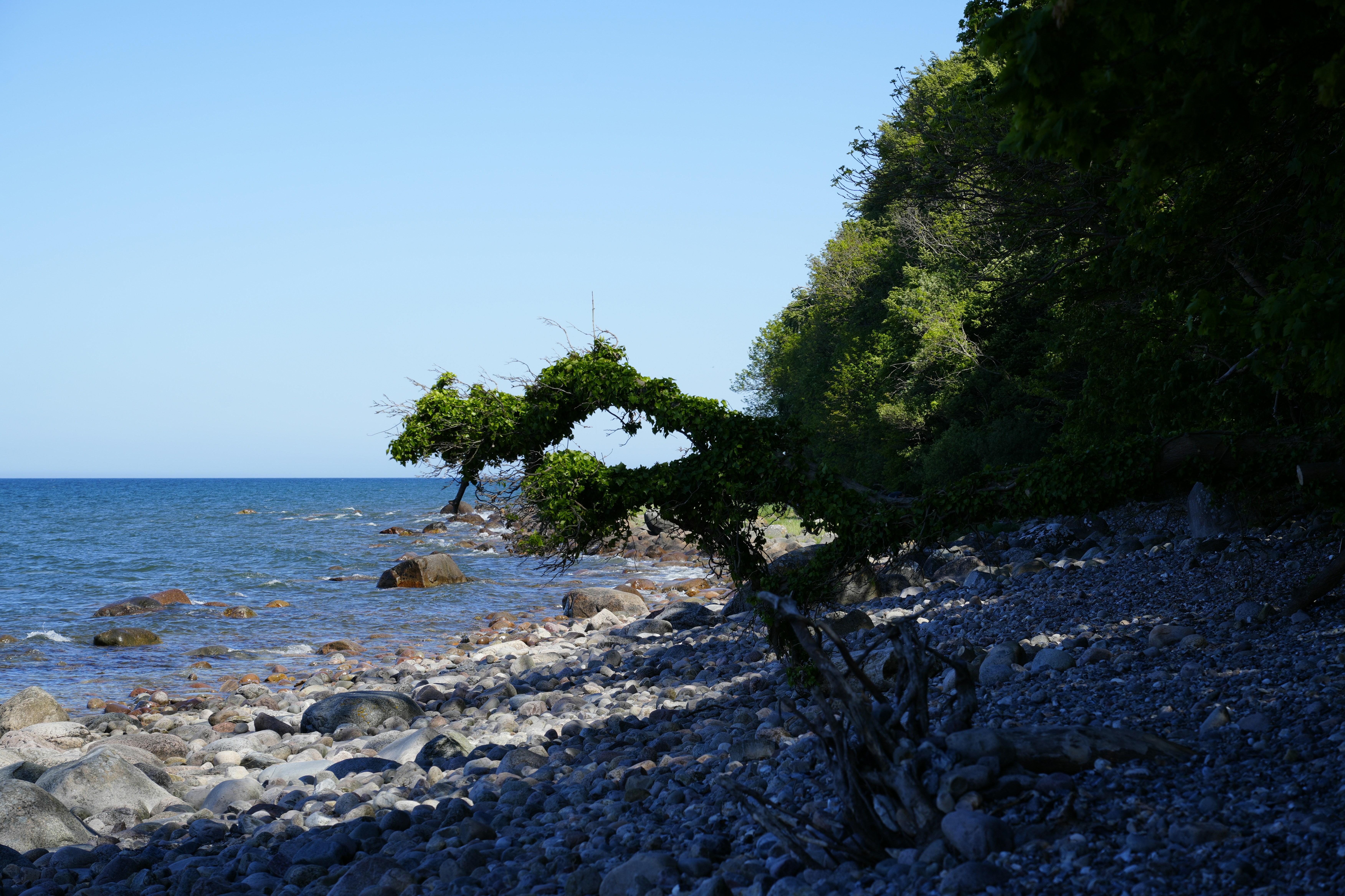 Tree-Arch by the Shore: A Wind-Worn Sentinel Over a Pebble Beach