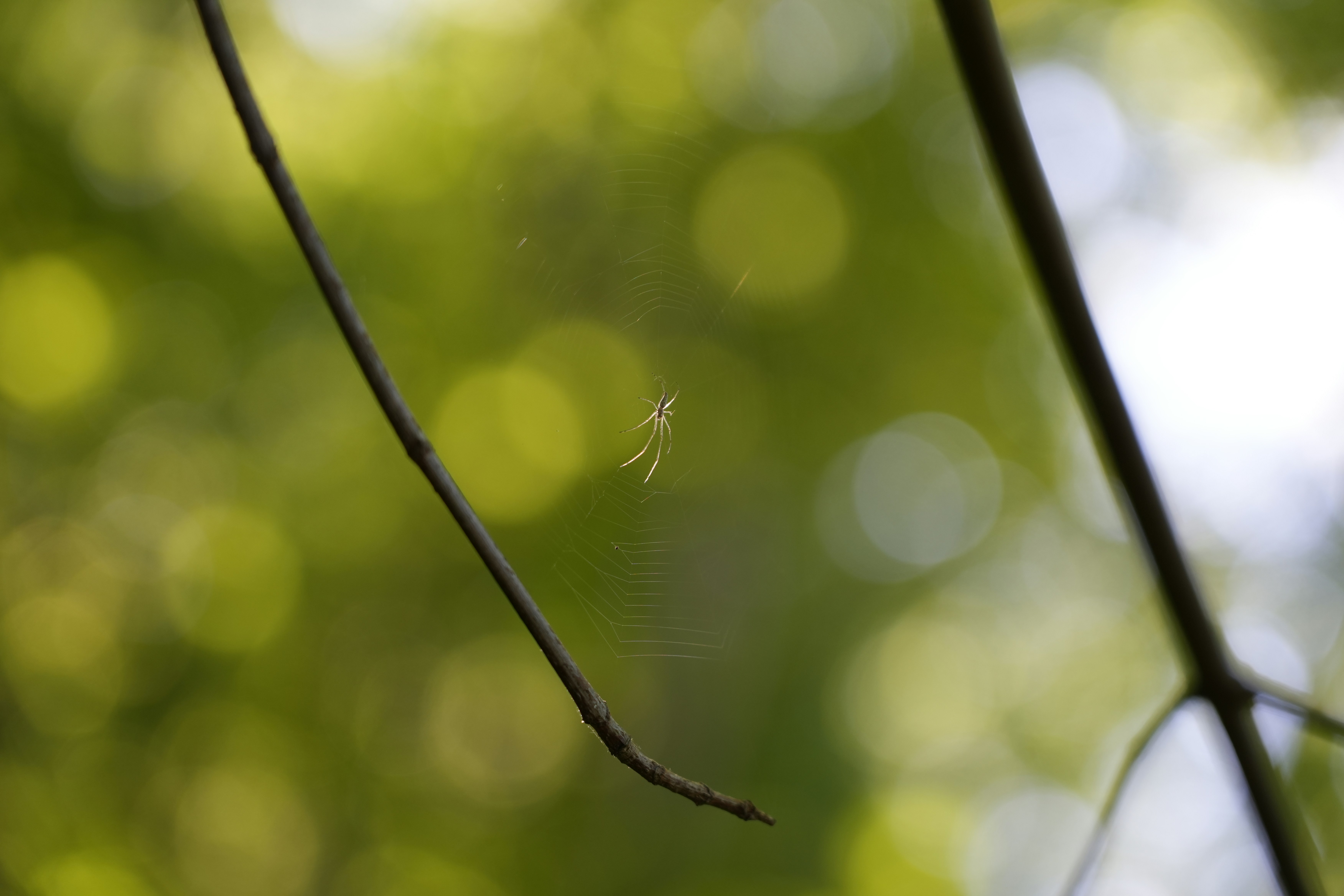Silken Focus: A Delicate Spider Spun Between Branches