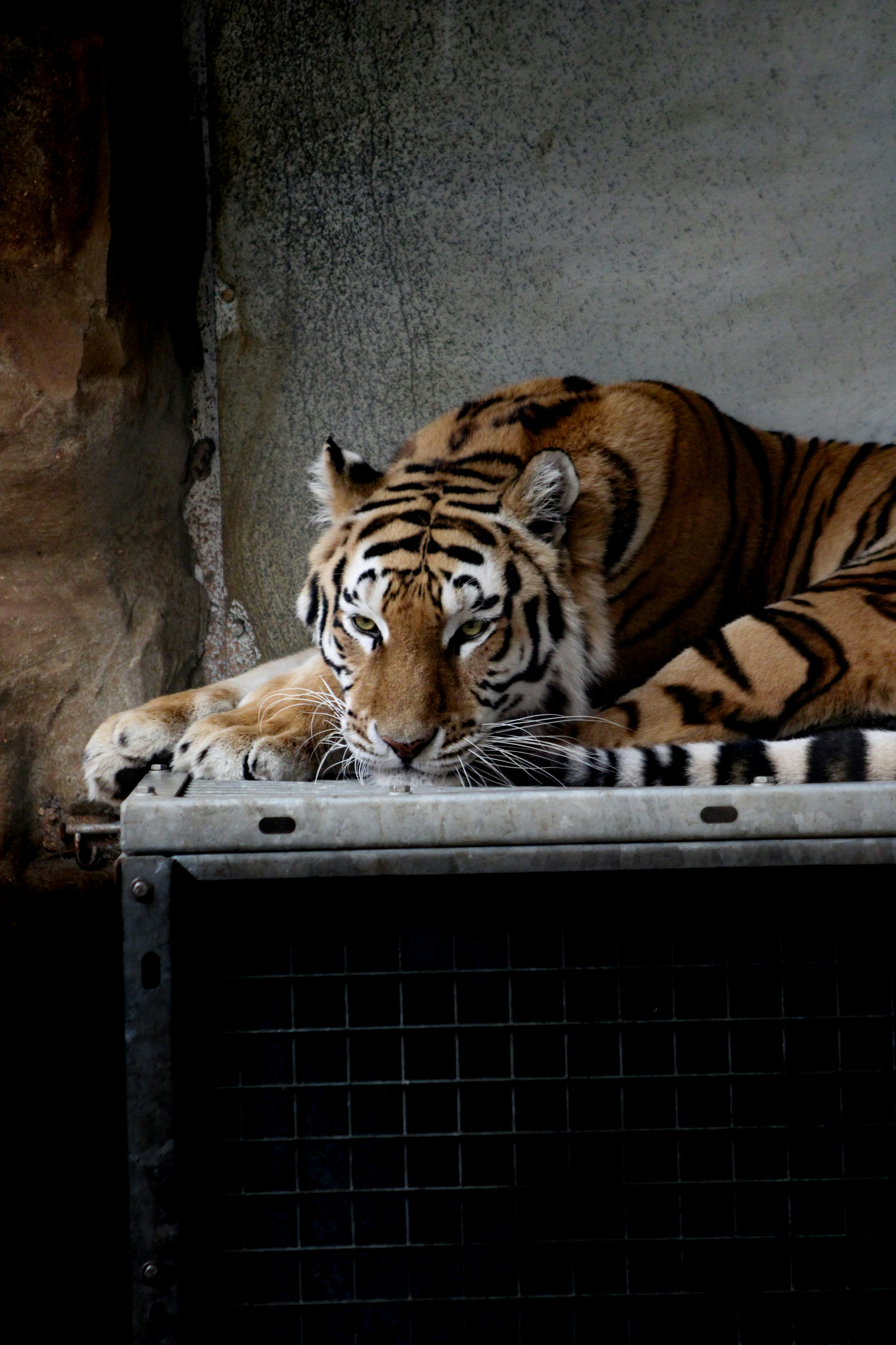 Tiger reclines on a metal ledge against a textured wall, gaze softly toward the camera; the scene emphasizes calm stillness in a captive enclosure. This is a photographic capture of a living animal in a controlled environment.