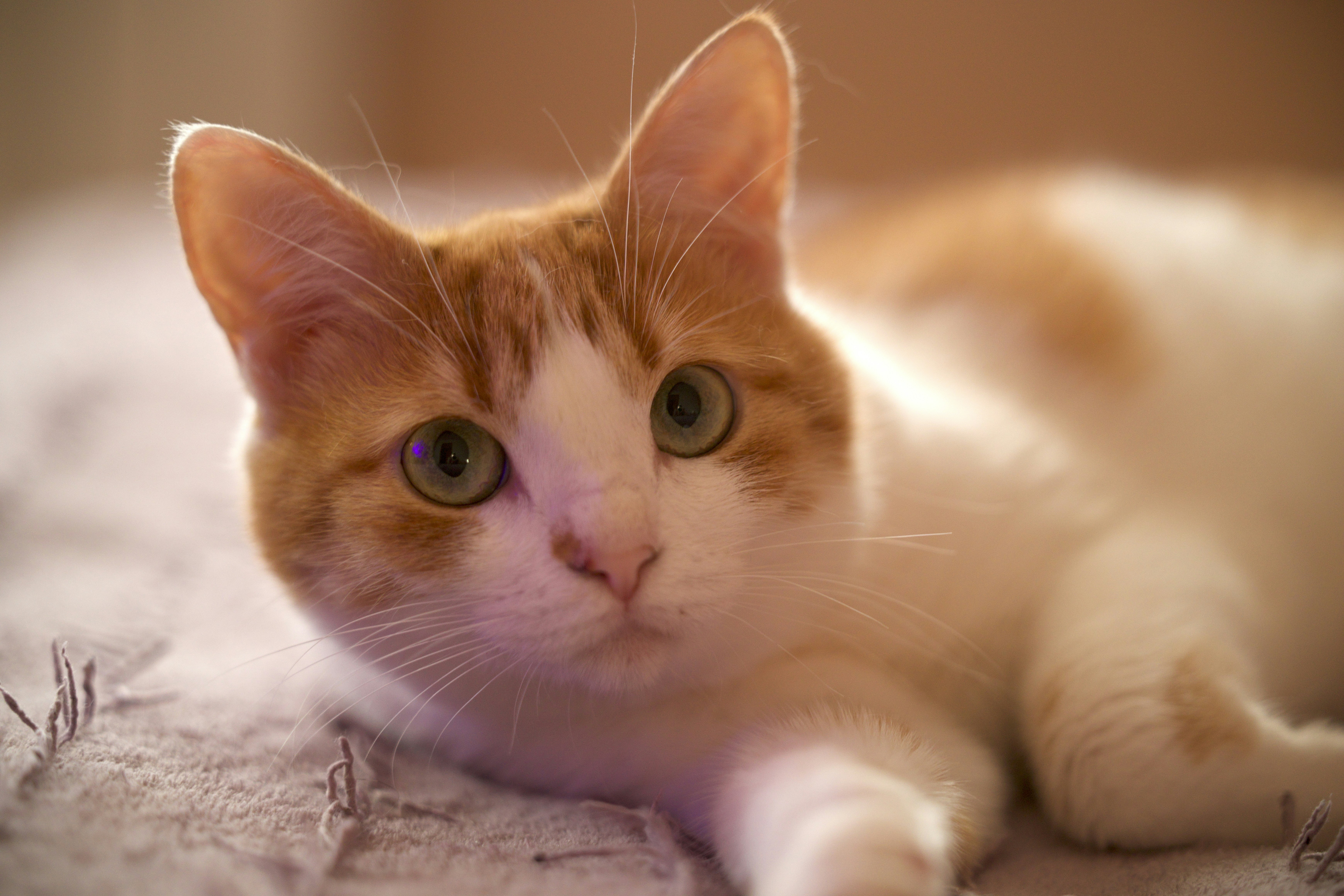 Amber-Eyed Cat Resting in Warm Light