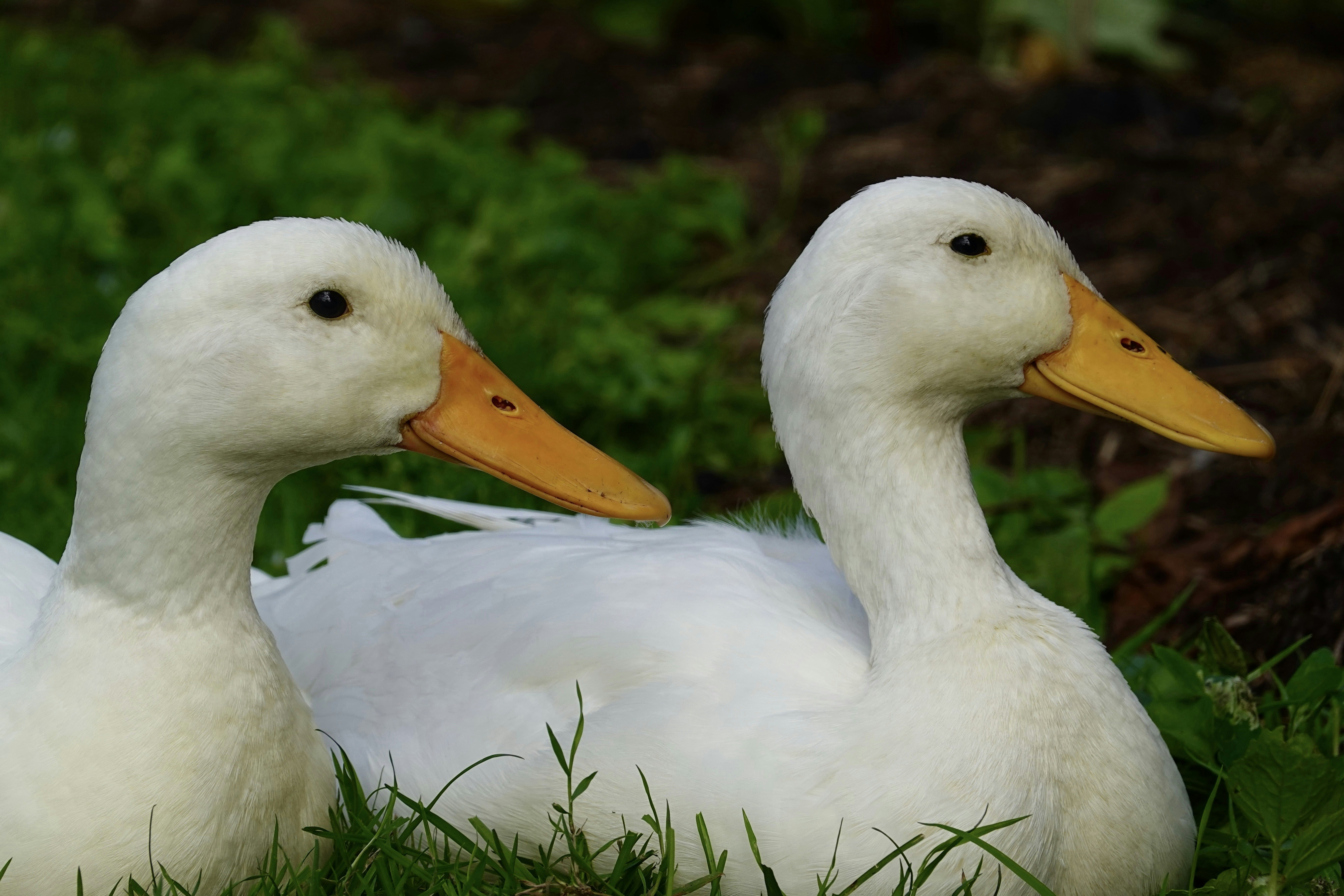 Two white ducks rest among grass with green backdrop, highlighting their bright plumage and orange bills.