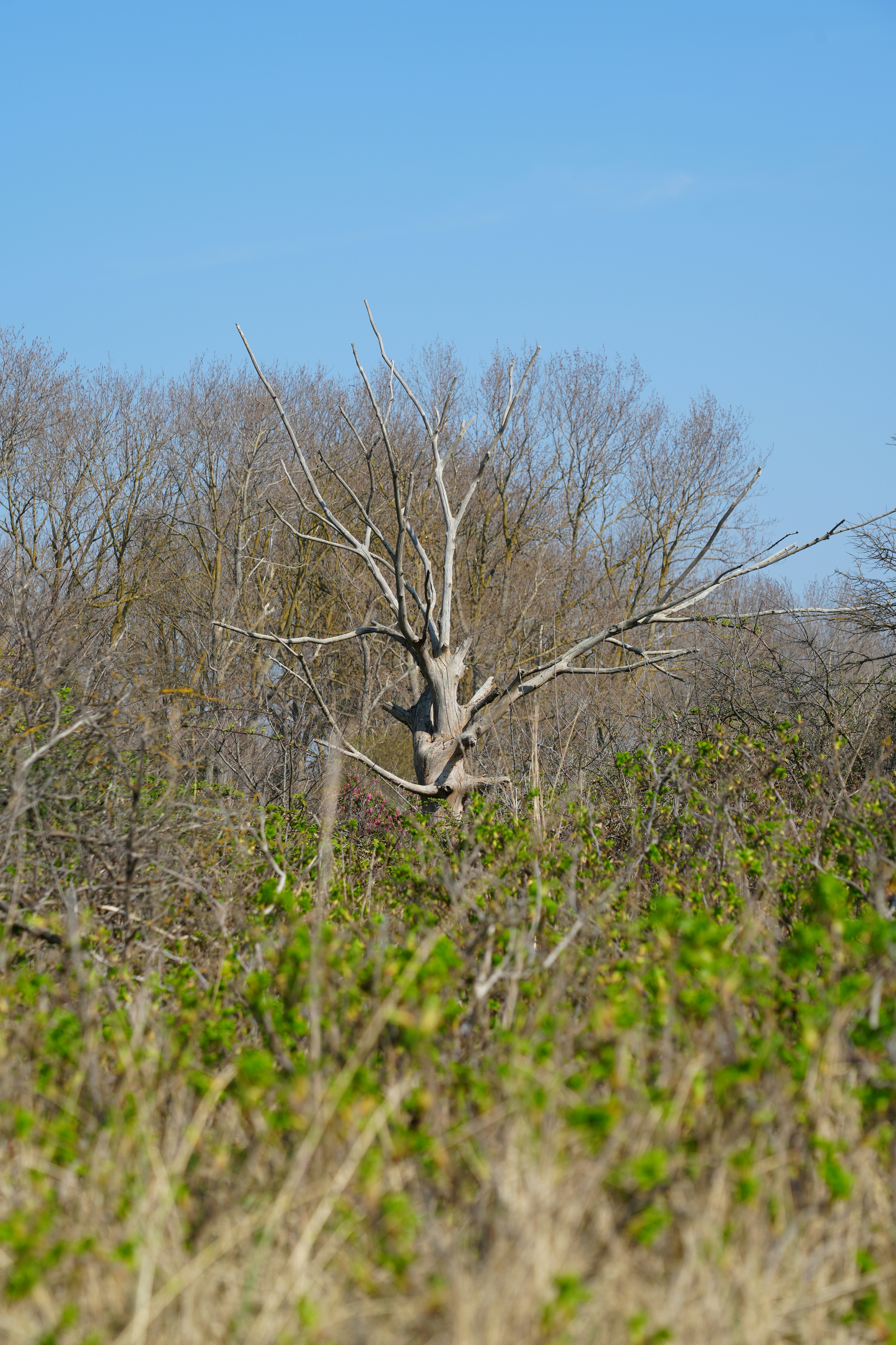 Bare Tree Sentinel Rising from a Field of Thicket