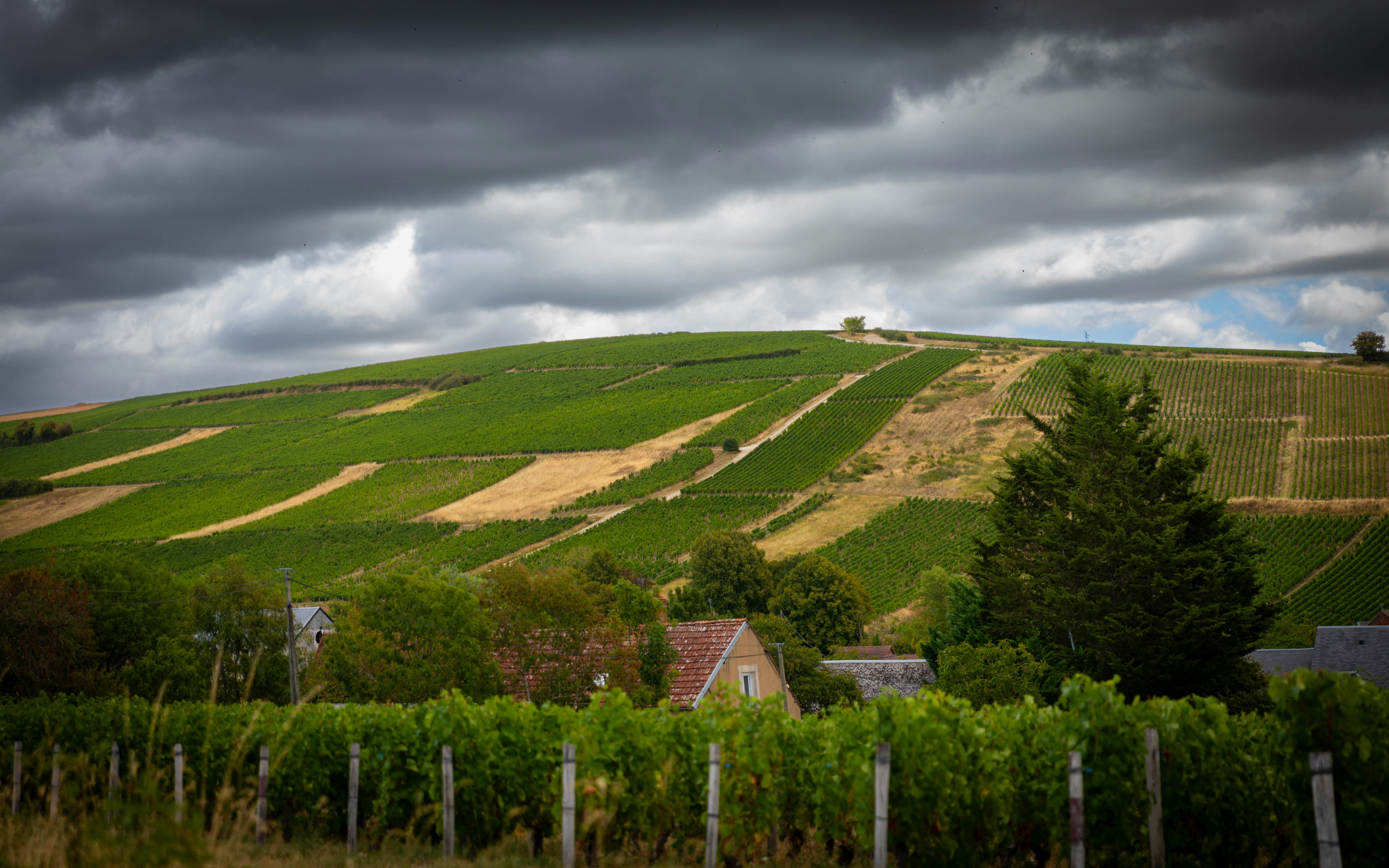 Vineyard Terrace under a Tempest Skies