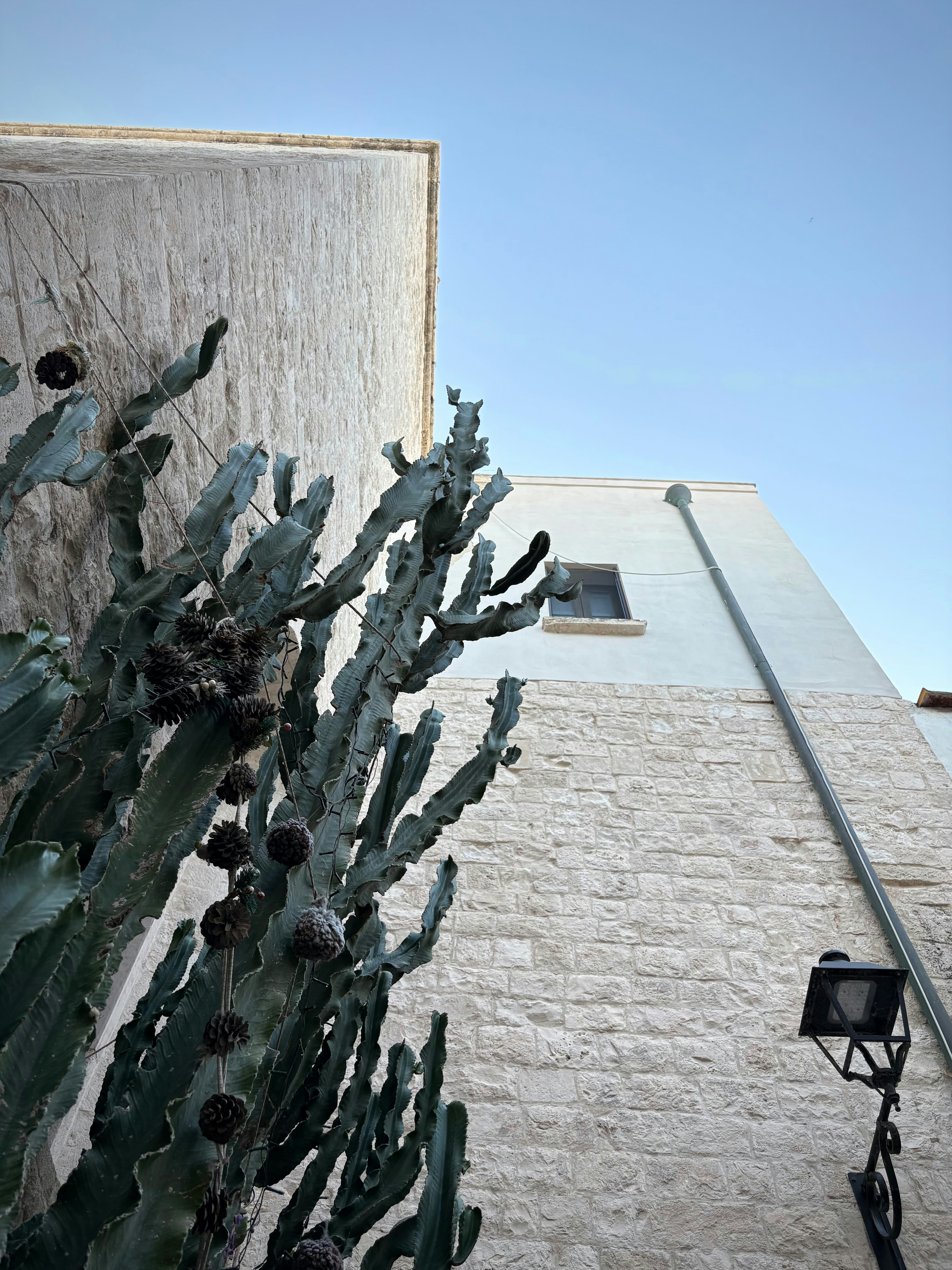A tall prickly pear cactus rises beside a beige stone wall and a pale building, with a clear blue sky above and a streetlamp in the lower right. The scene emphasizes architectural contrast and plant texture.