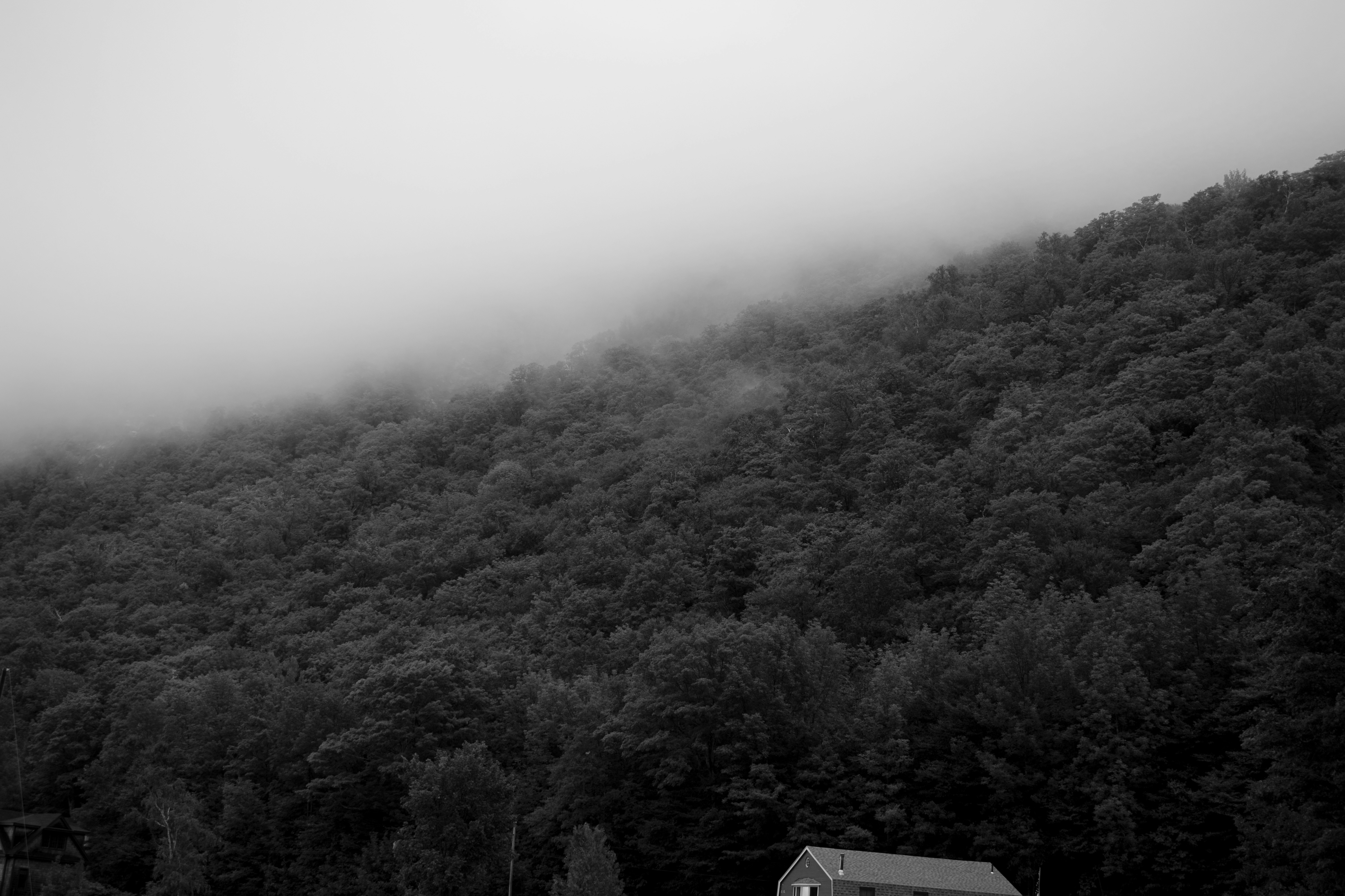 Mist on the Ridge: Fog Looms Over the Quiet Pines