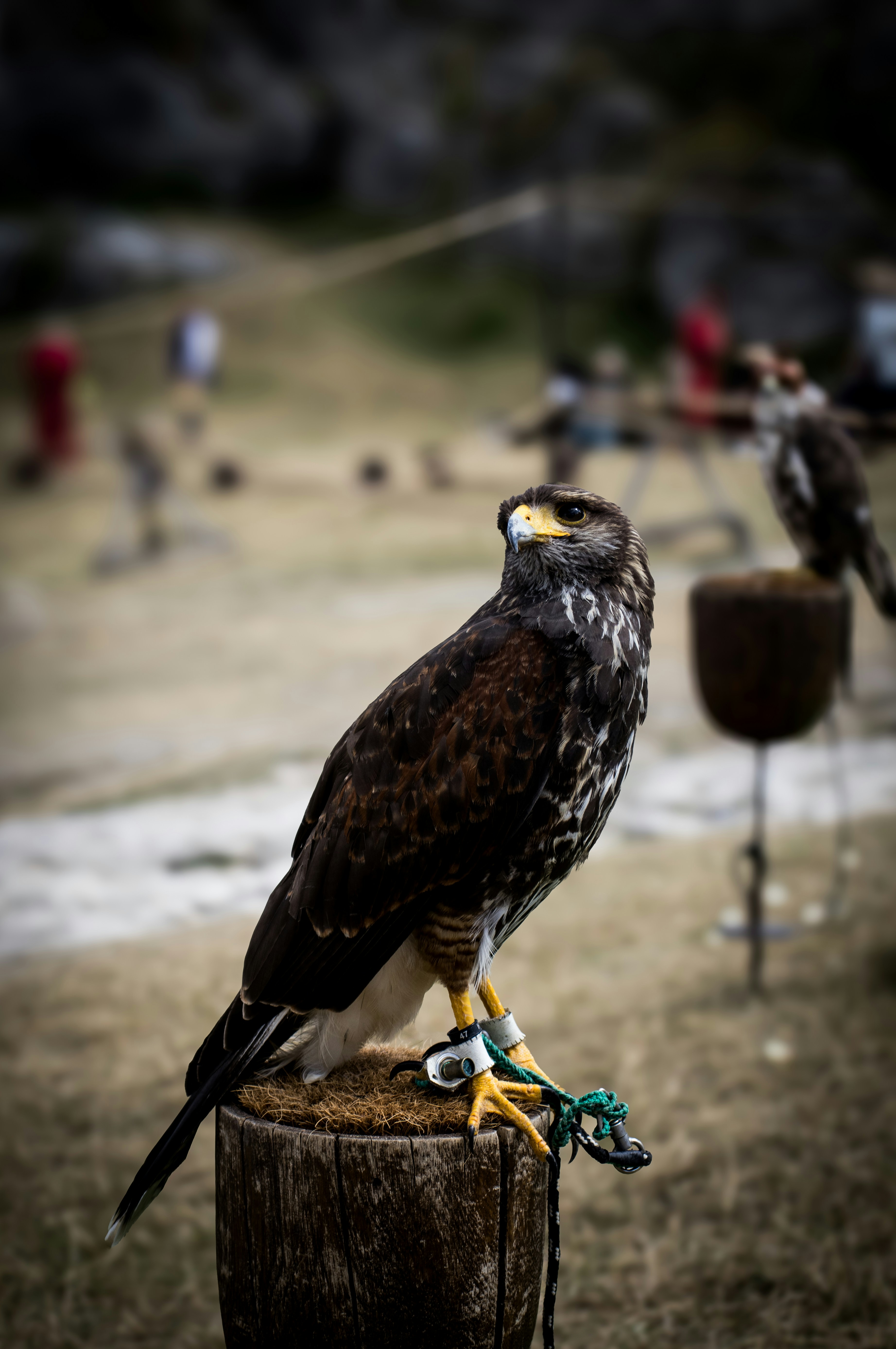 Regal Red-tailed Hawk Perched on a Weathered Post