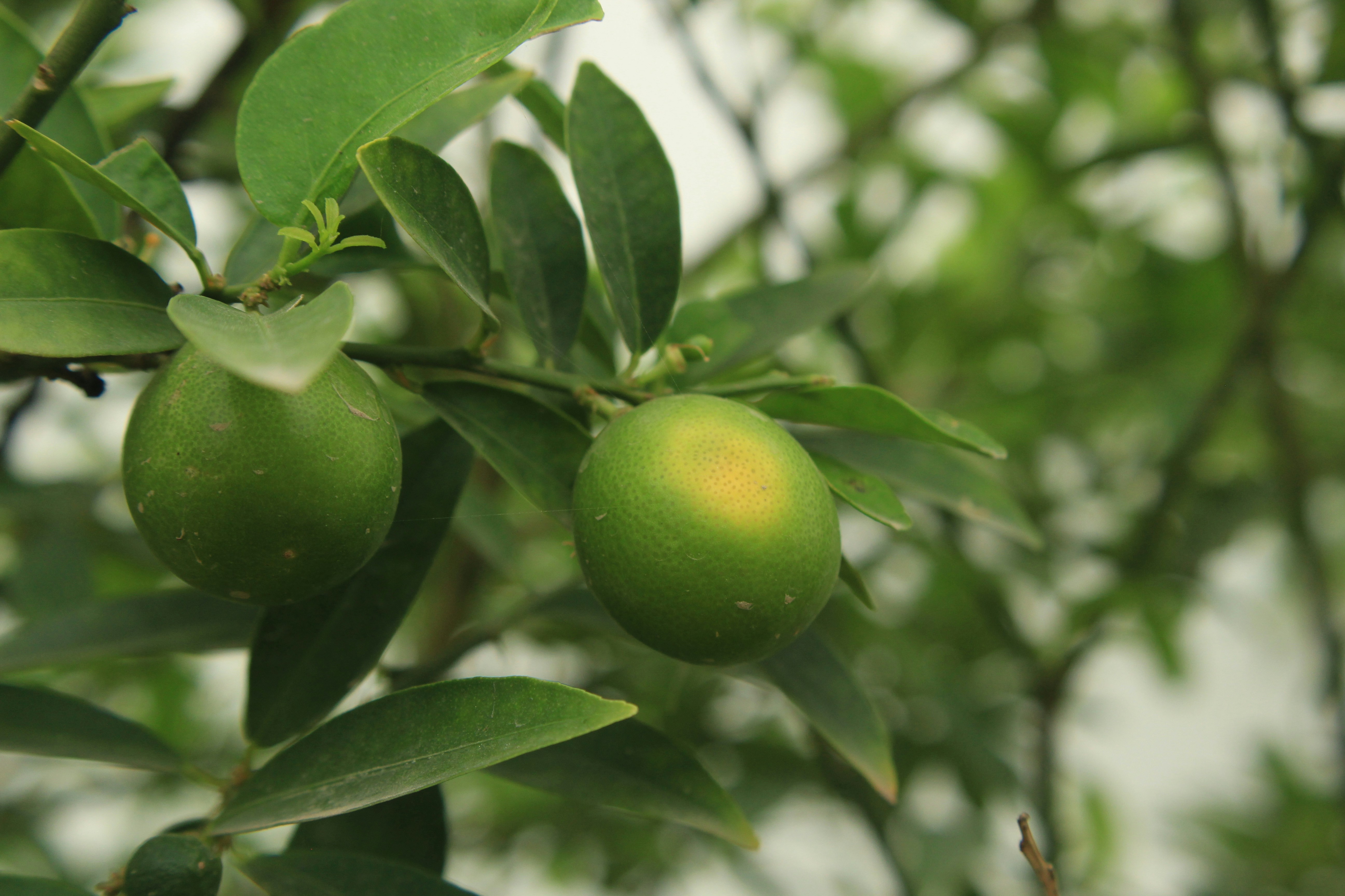 Green Orbs in Focus: Citrus Ripening on a Sunlit Branch