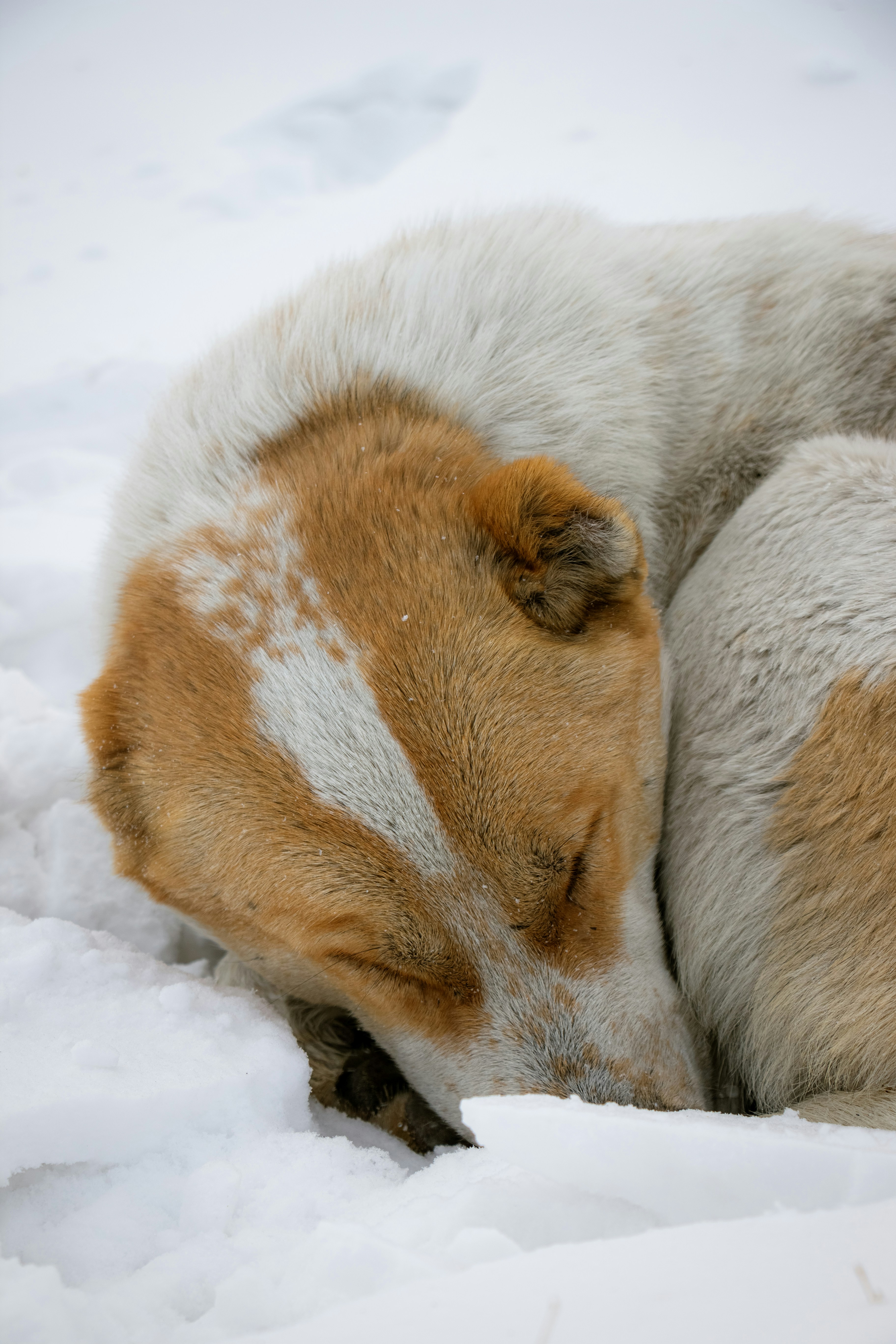 Snowy Slumber: A Coated Canine Entranced in Fresh Powder