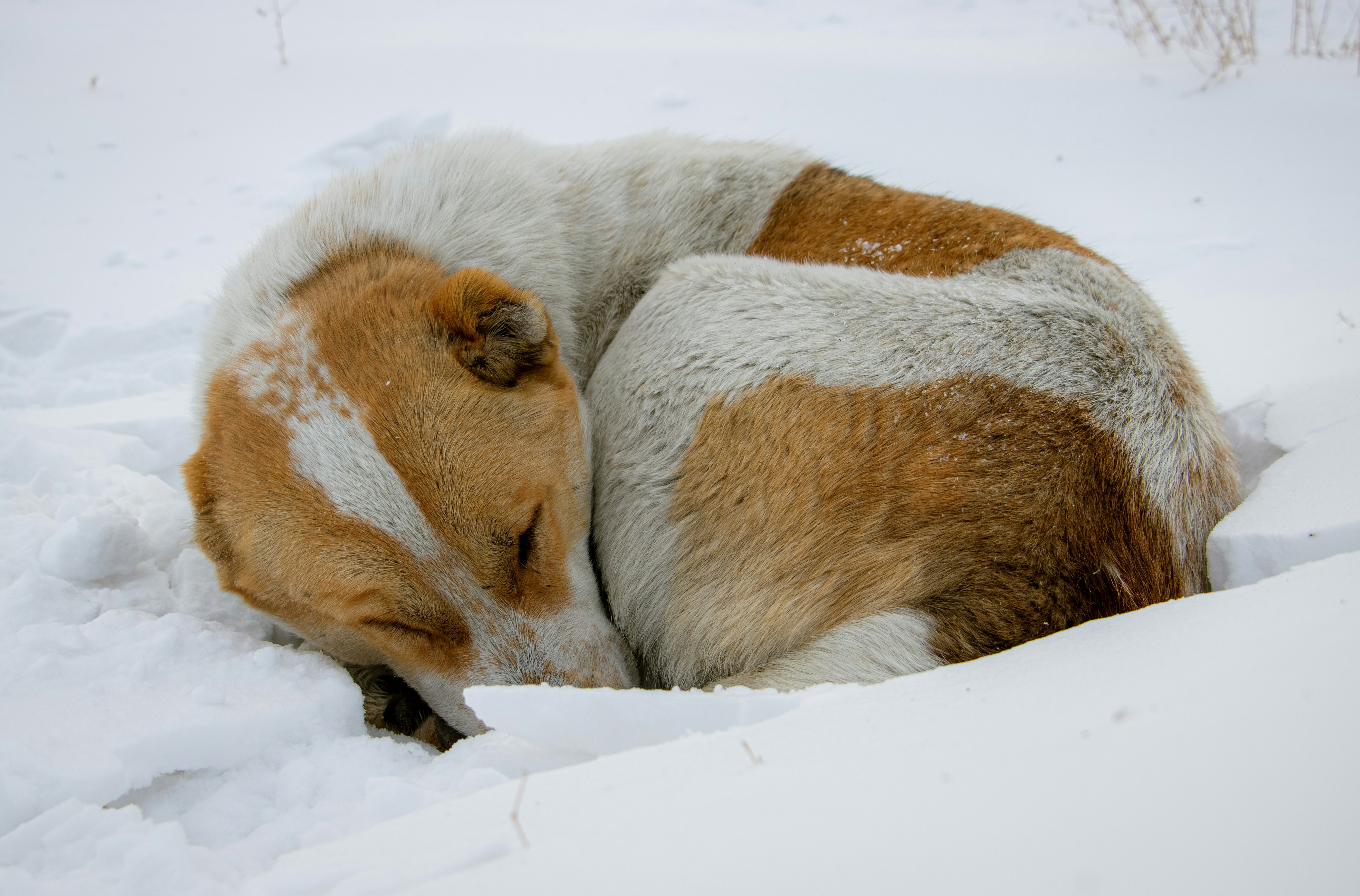 Snowbound Sentry: a Sleepy Sled Dog in Quiet White