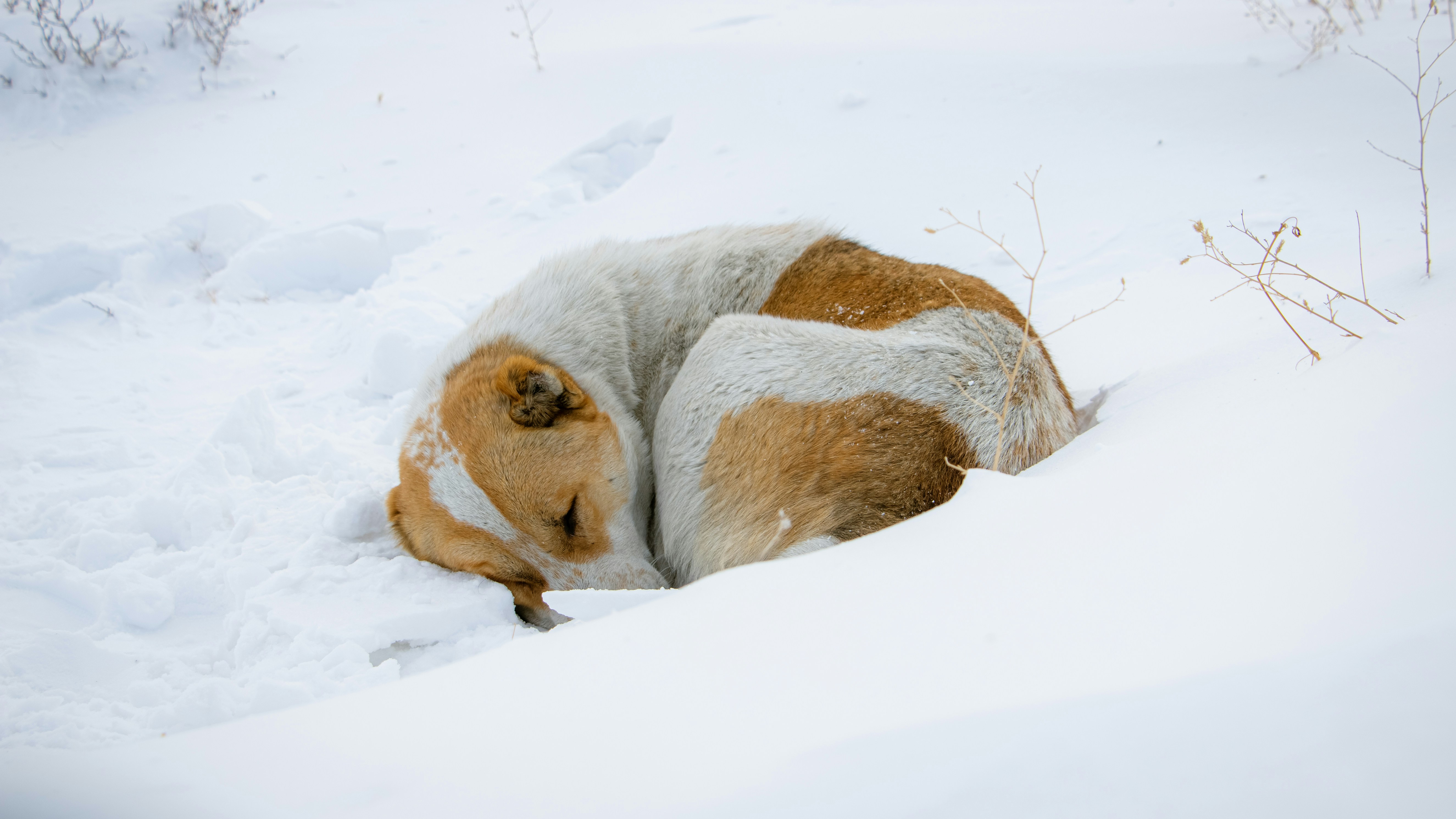 Two brown-and-cream dogs lie tucked in a snowy drift, heads resting against each other in a quiet winter scene. Snow-enveloped landscape emphasizes warmth and companionship.