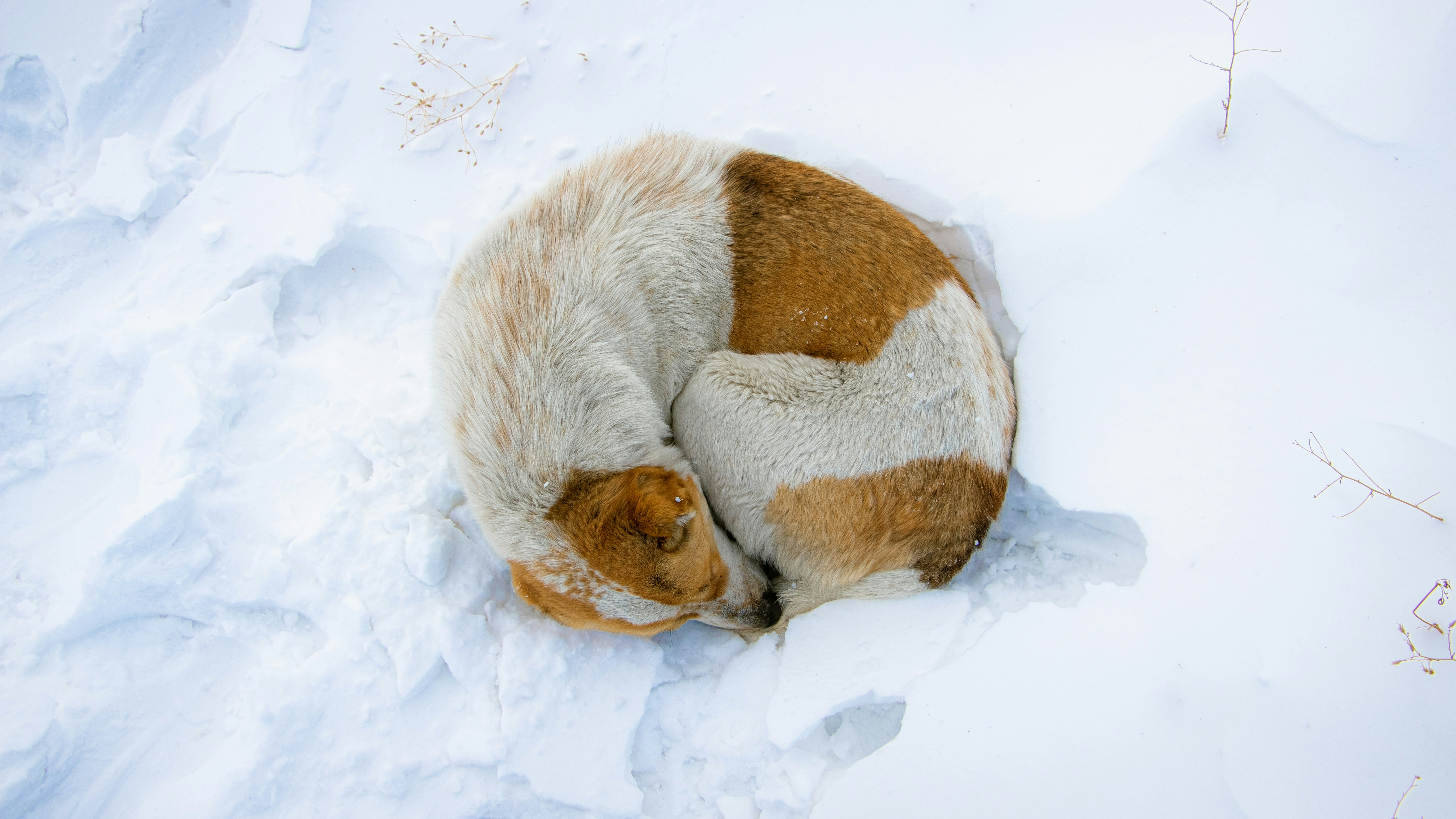 Winternap: A Calico Cat Resting in Fresh Snow
