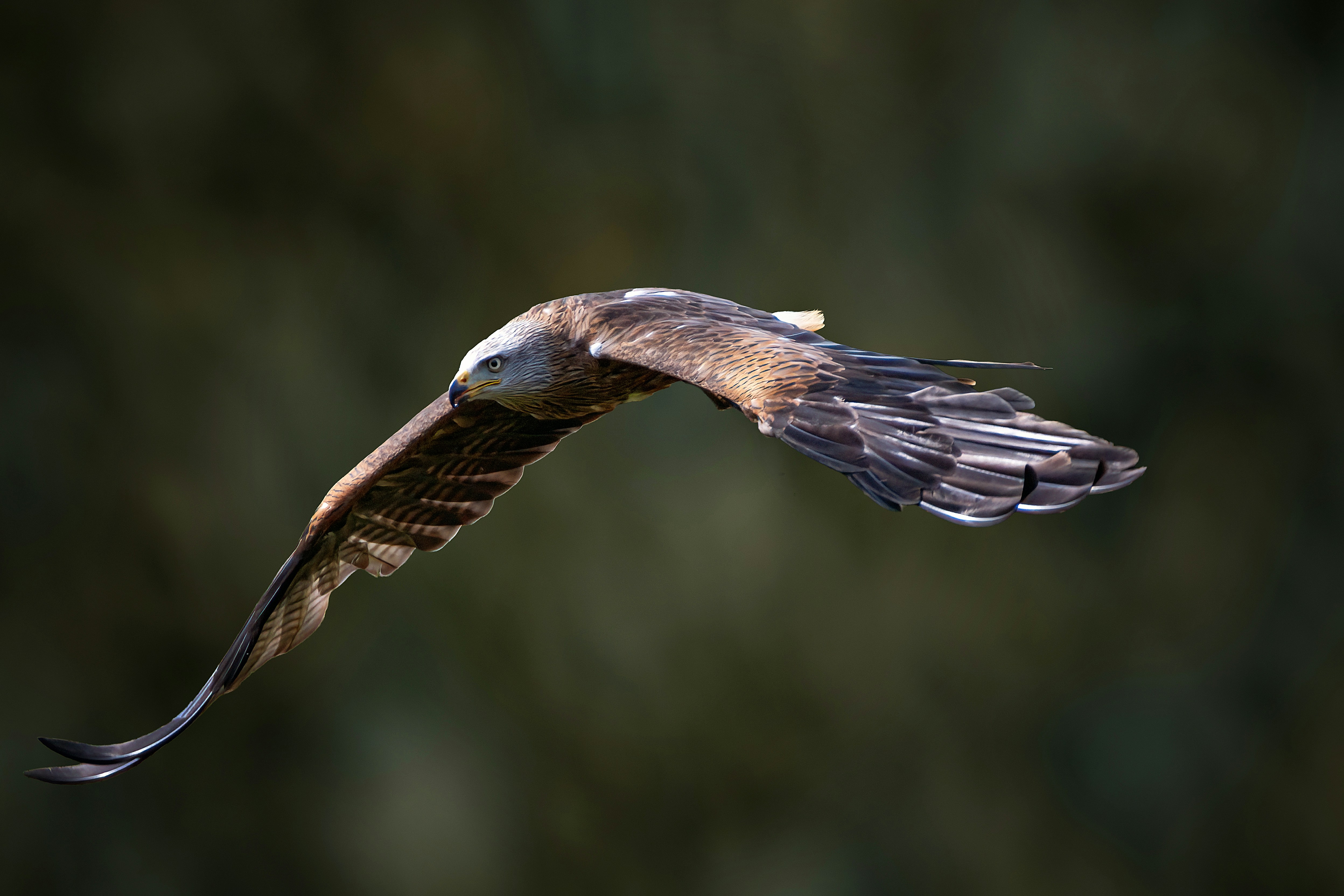 A sharp, mid-flight raptor glides through a muted green backdrop, wings spread wide and talons tucked, showcasing plumage detail and motion. The scene emphasizes the bird's graceful profile and speed.