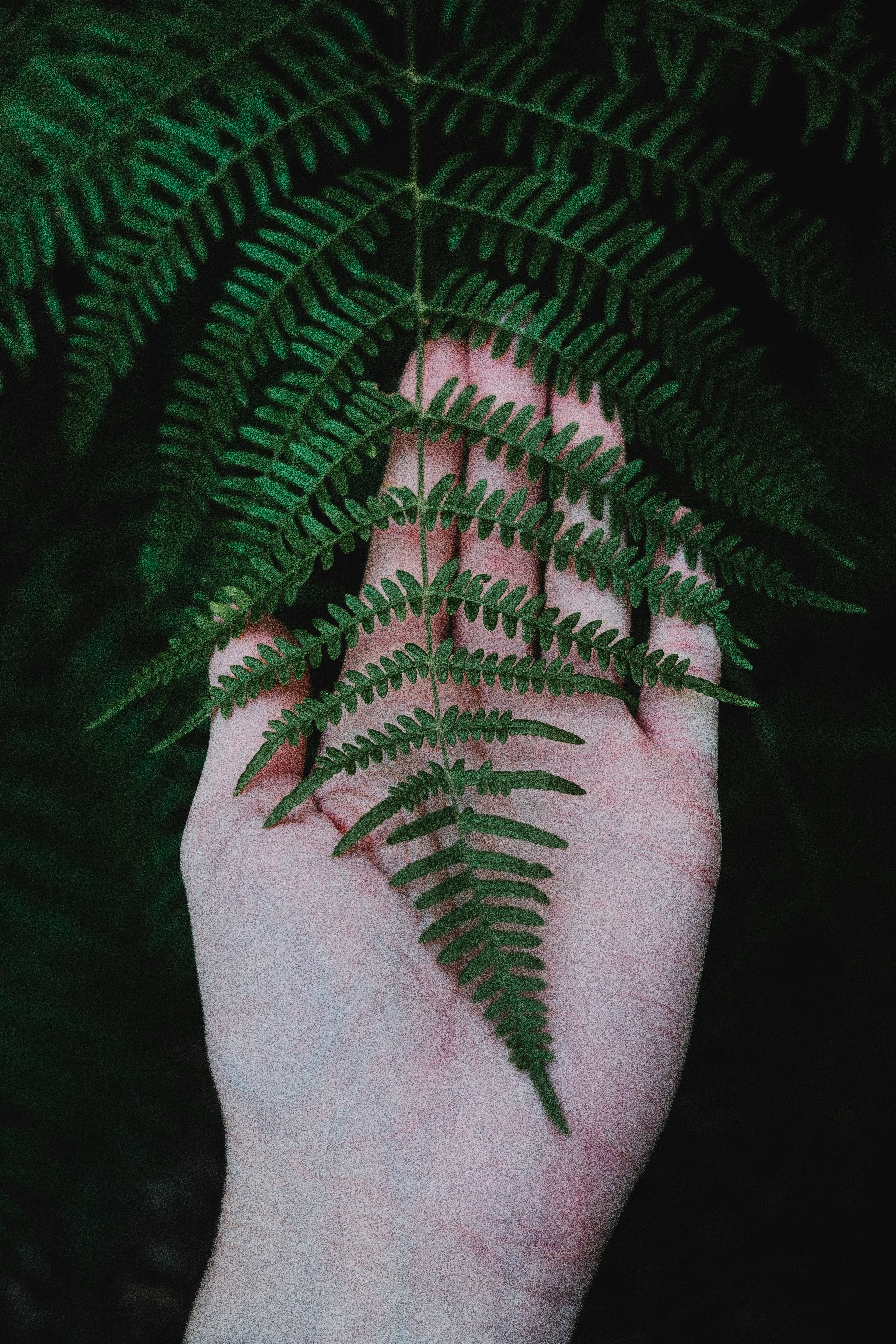 Fern Veil in a Gentle Palm: Hand and Leaf Embrace