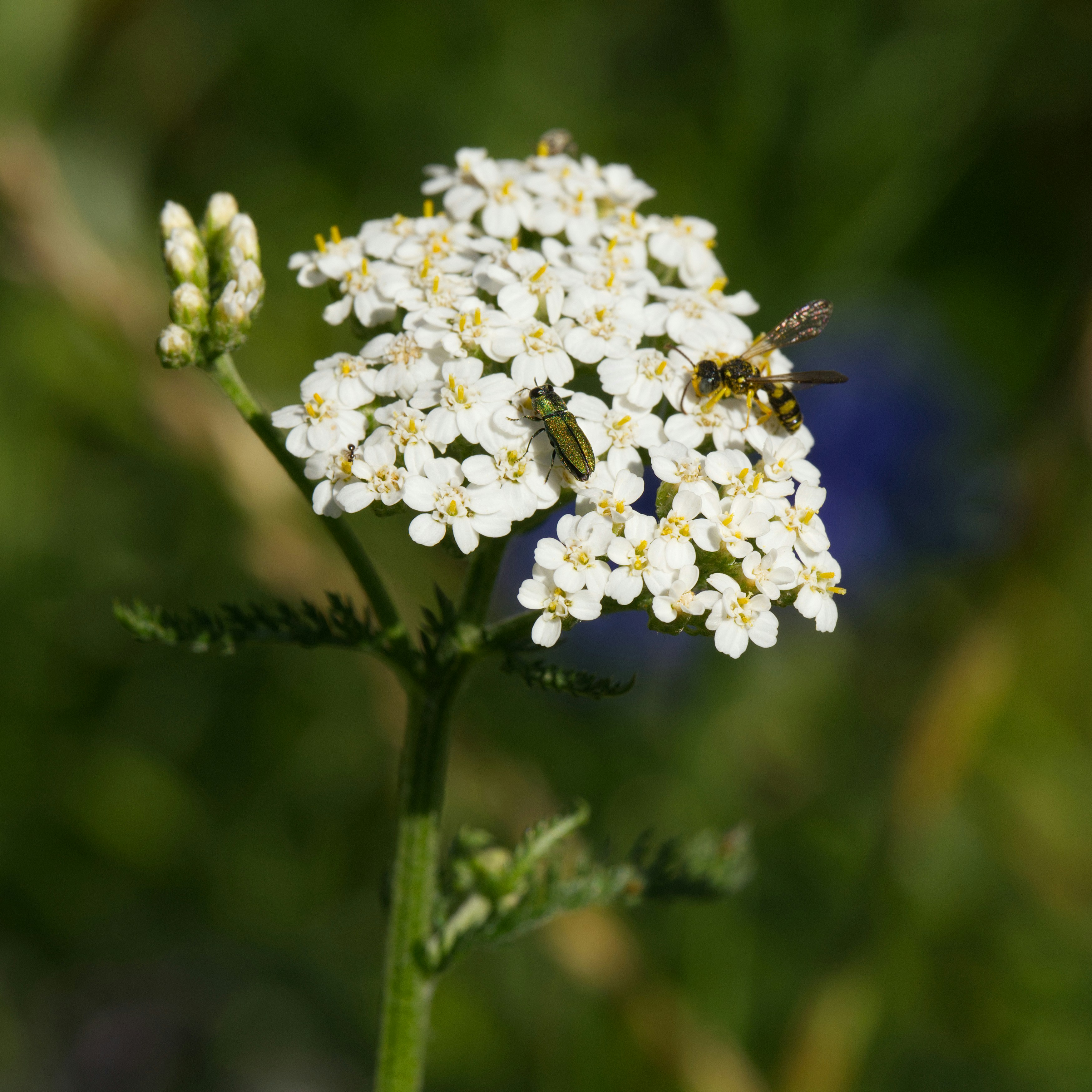 Tiny White Bloom, Busy with Bees