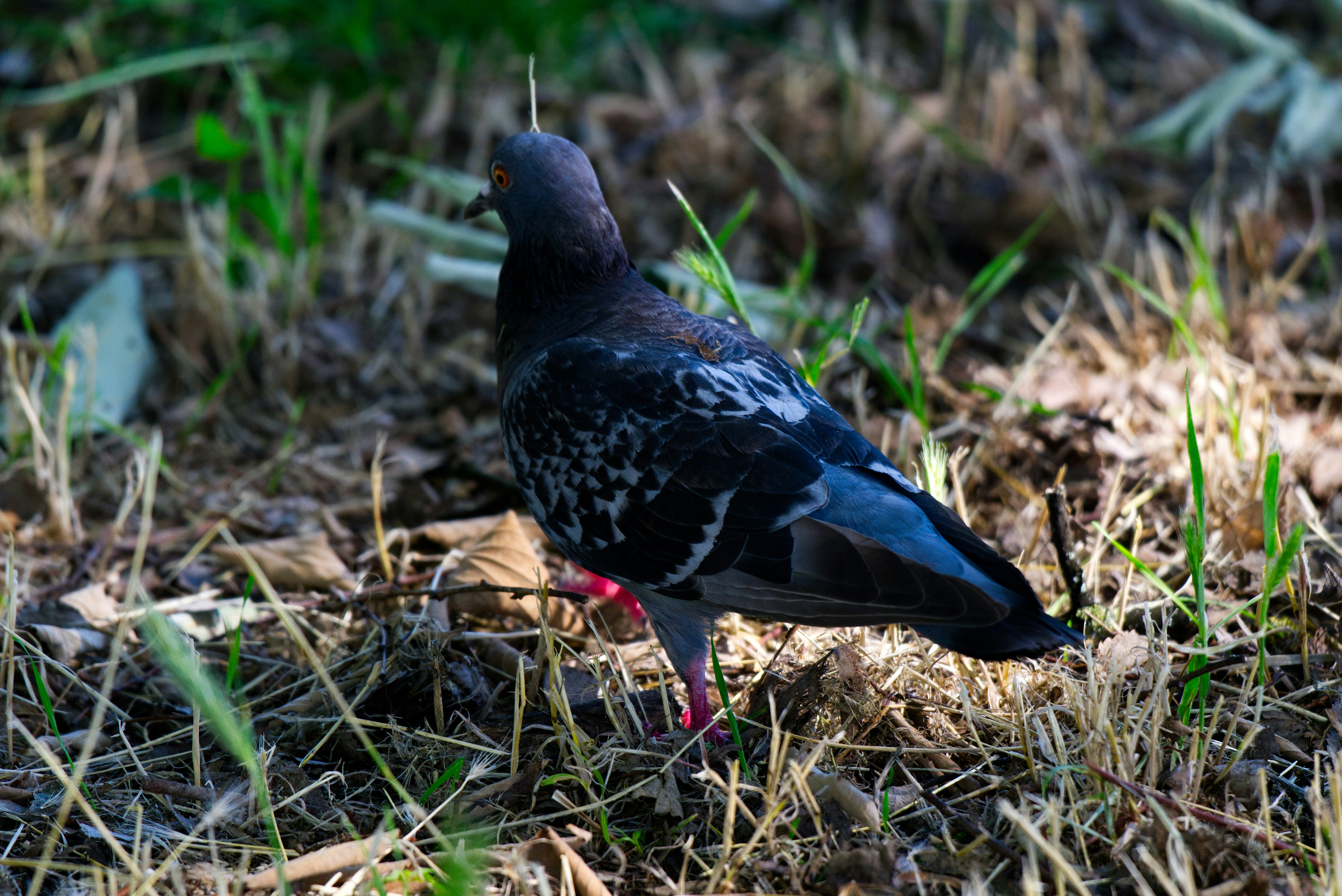 Midday Pigeon in Dry Grass: Surprising Quiet in a Suburban Patch