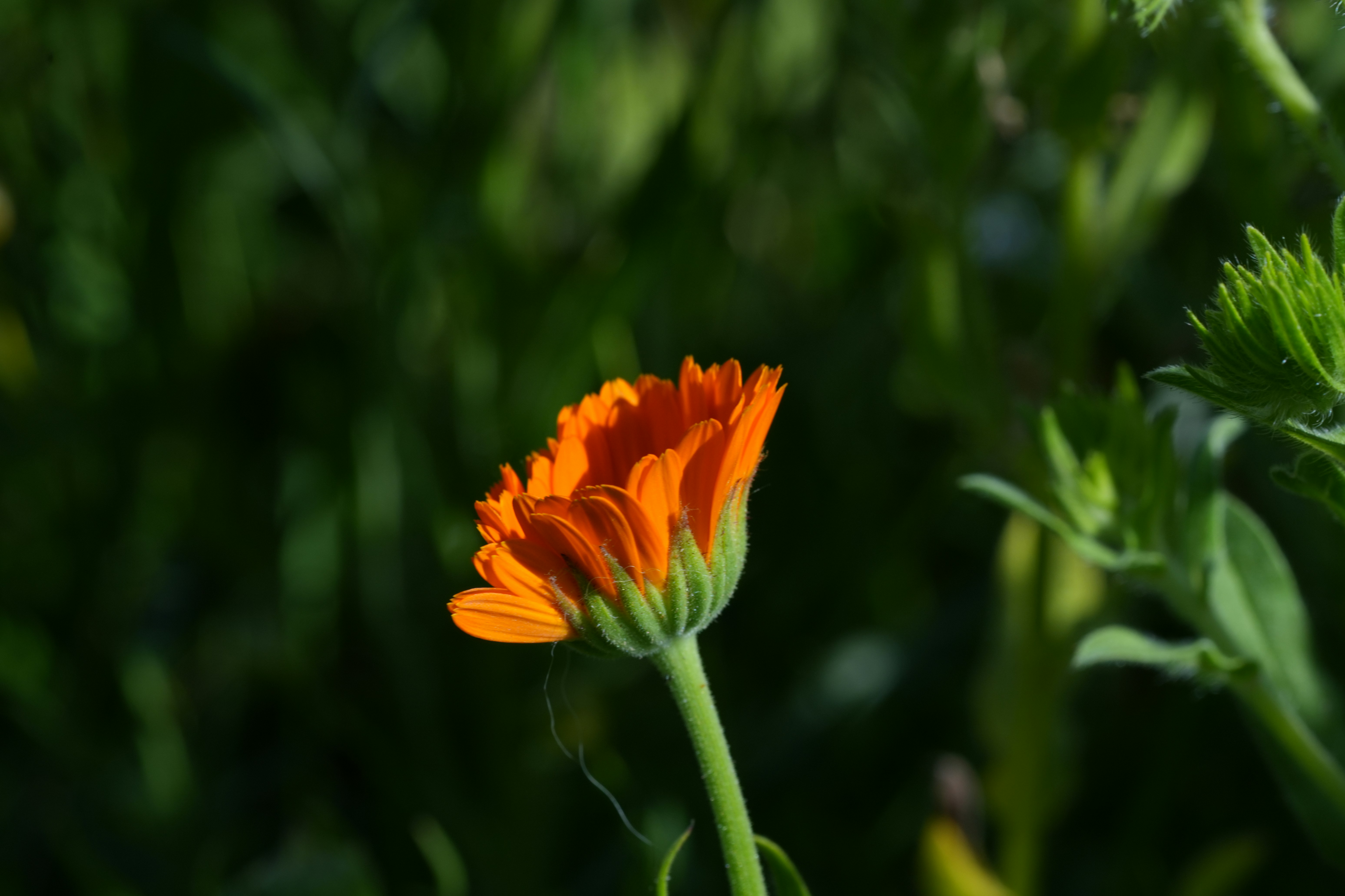 Orange Blossom in Piercing Sunlight