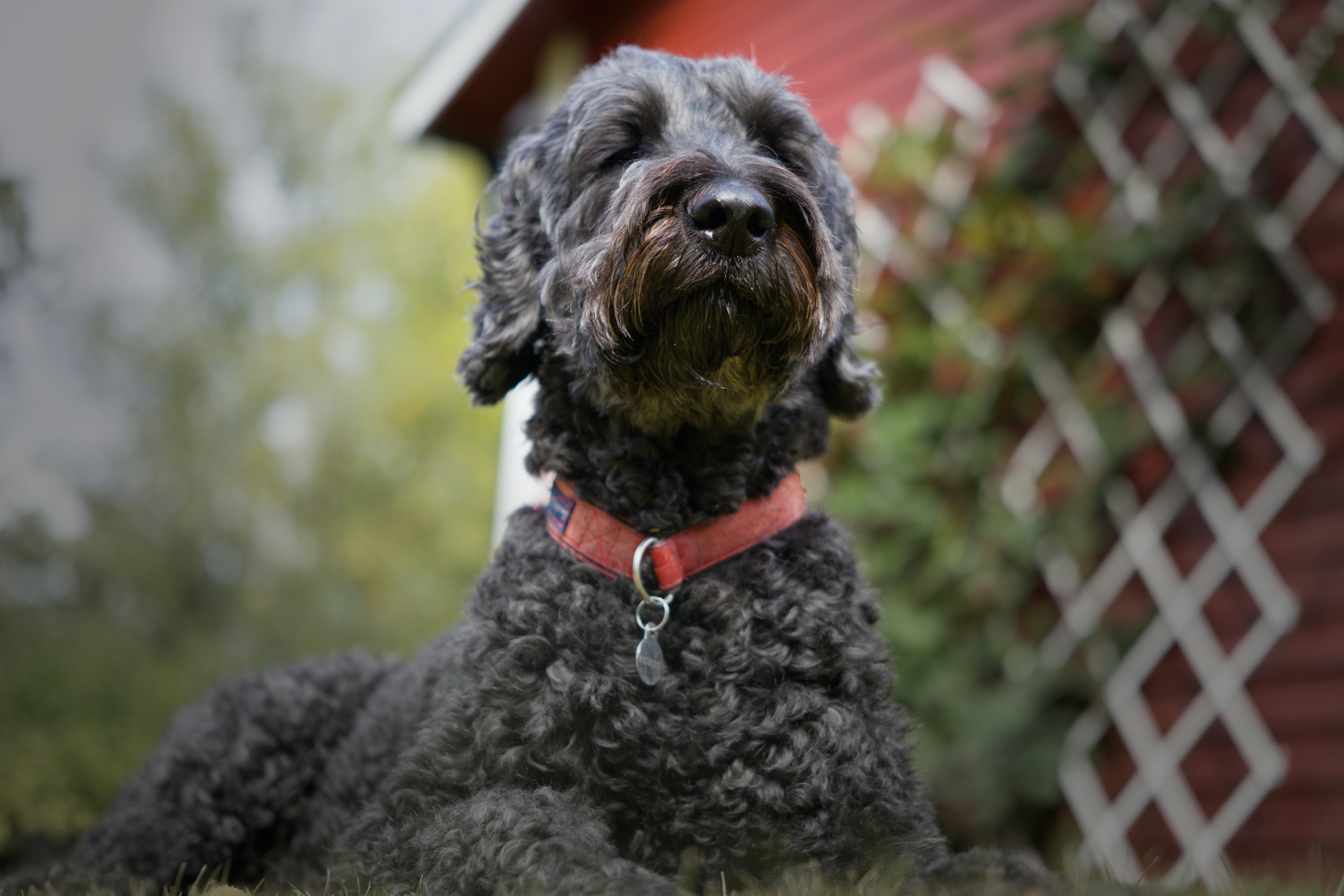 Curled Head, Alert Ears: A Curious Moment with a Black Poodle
