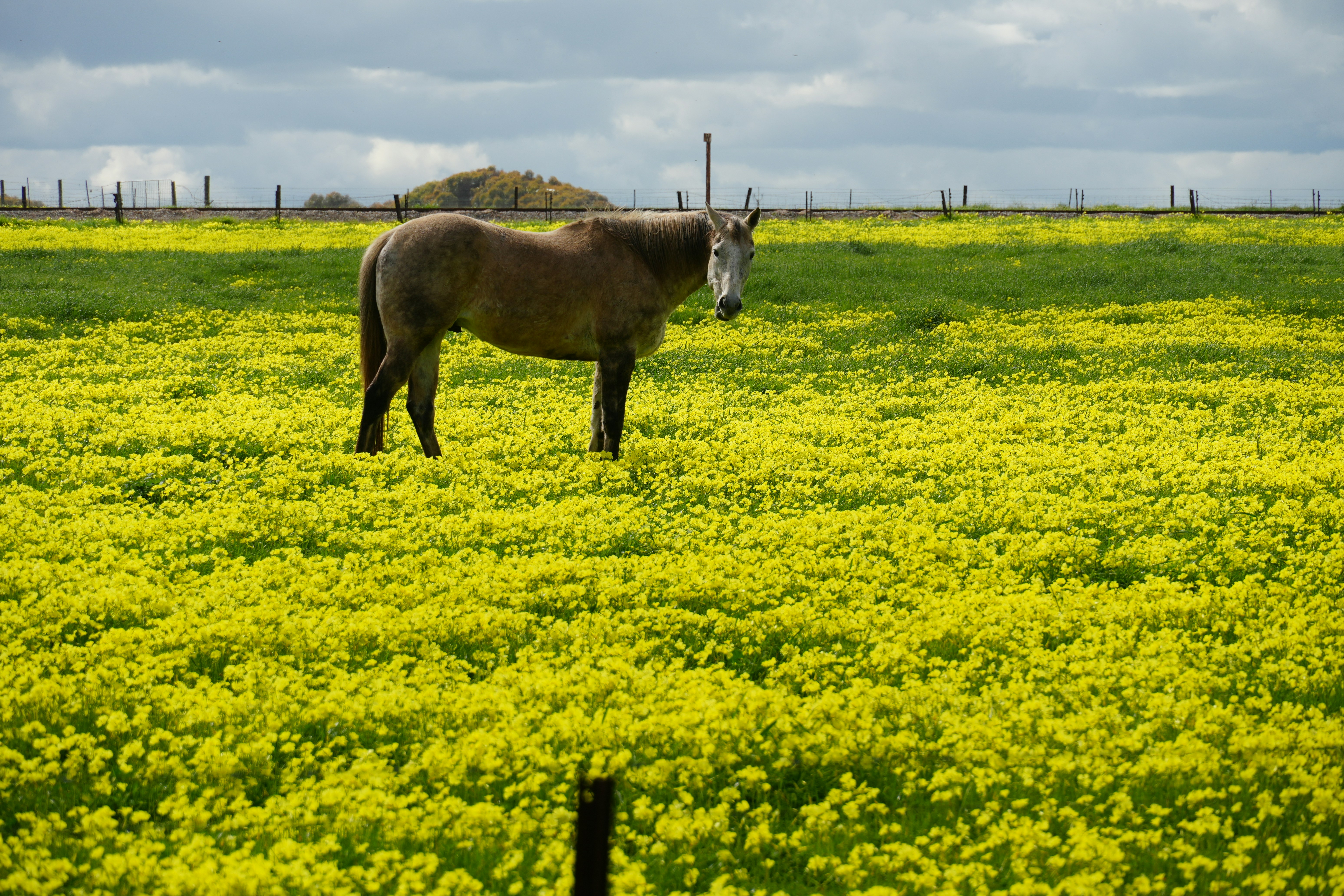 A lone horse in a sea of bright canola under a brooding sky
