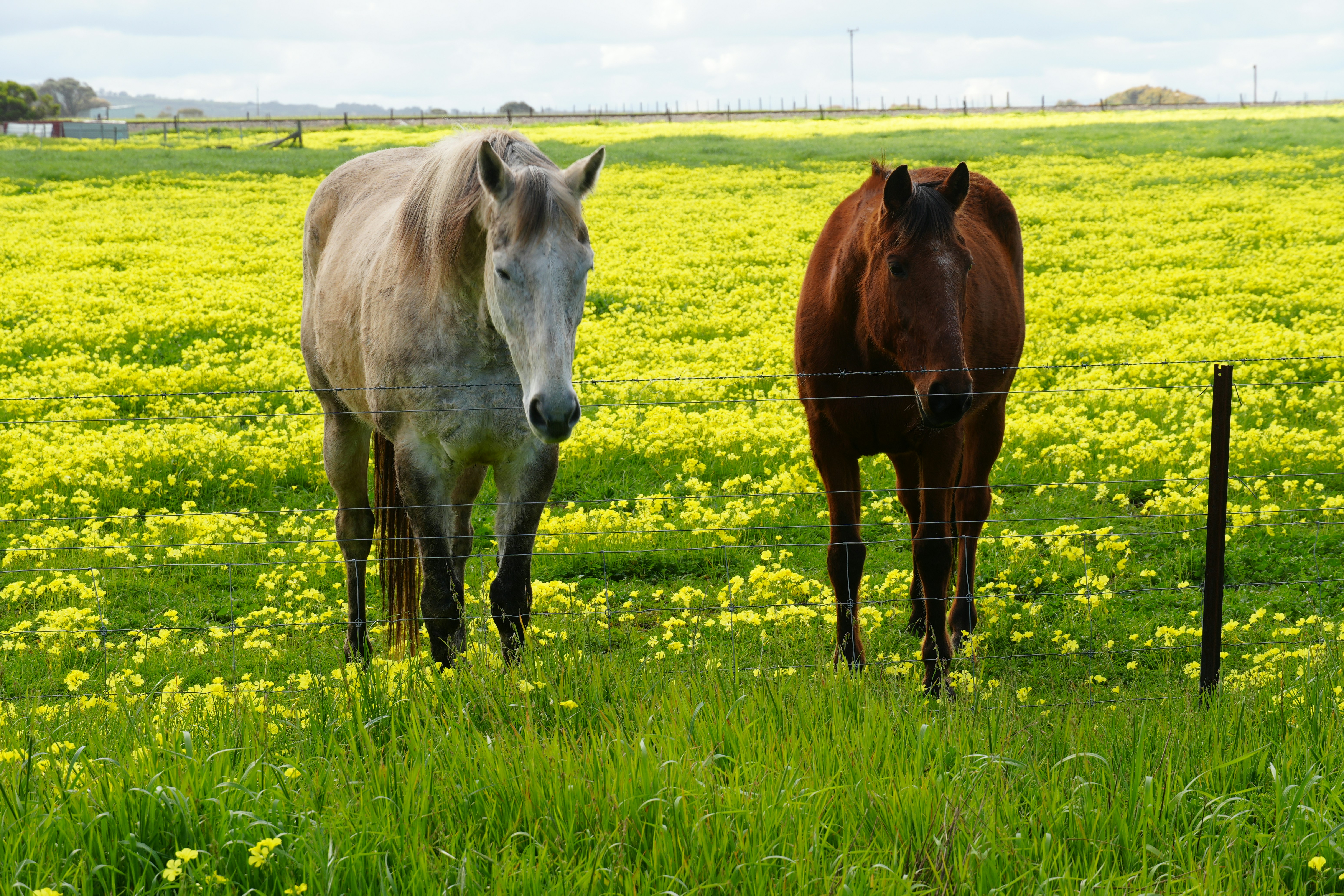 Two Field Companions in a Sea of Yellow Bloom