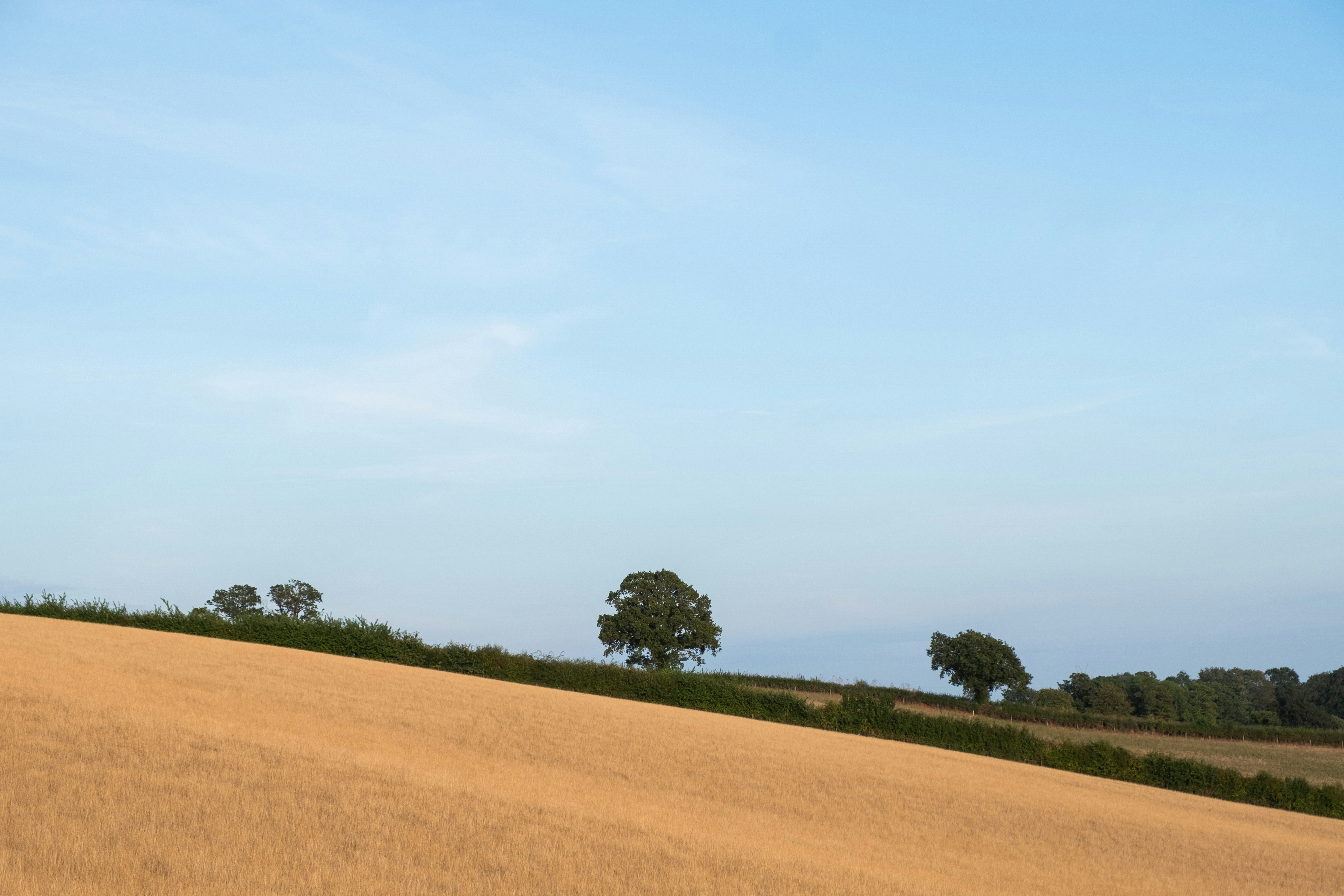 Rolling Field Under a Clear Noon Sky with Scattered Trees