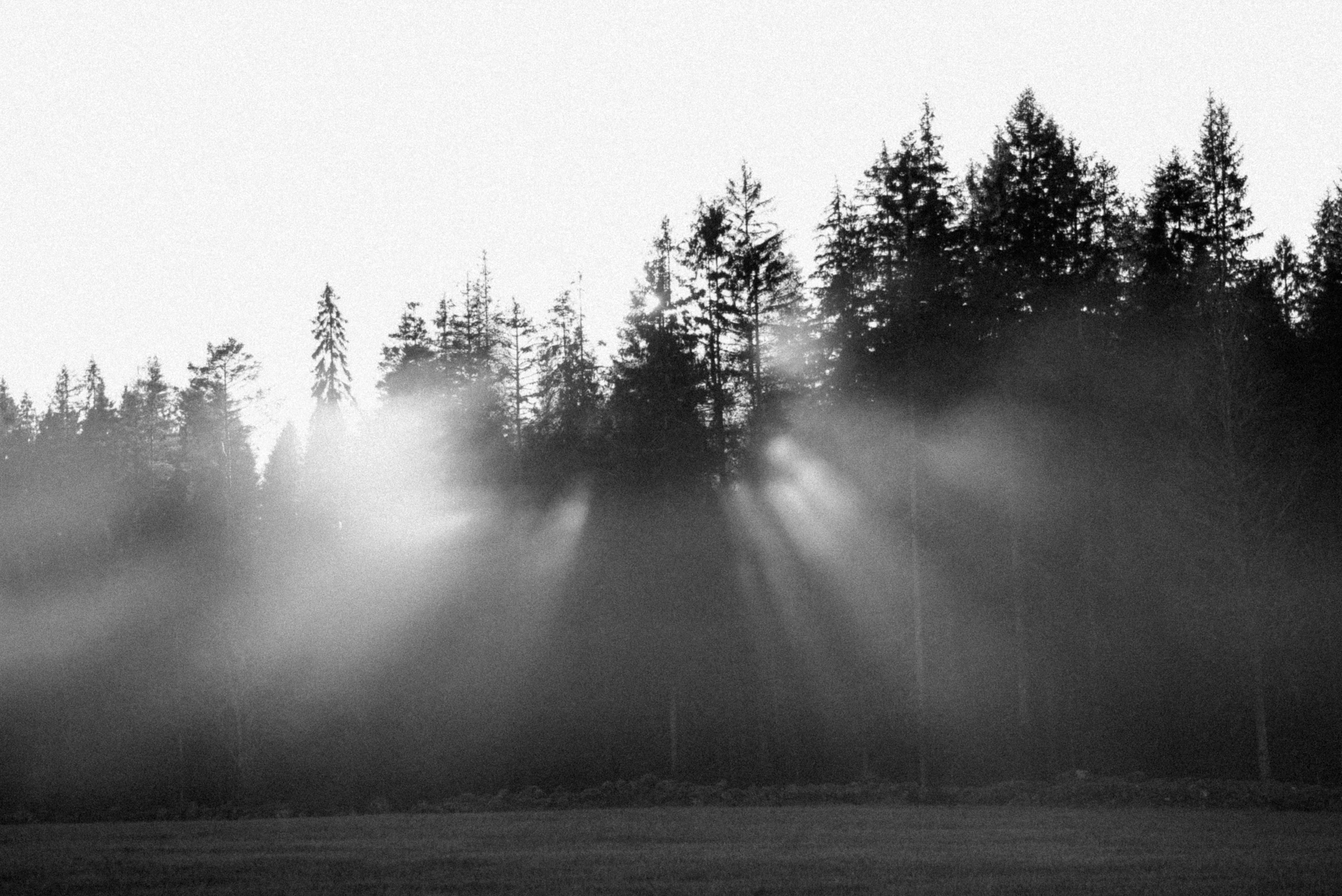 Sunlight streaming through mist in a dense forest of tall evergreen trees