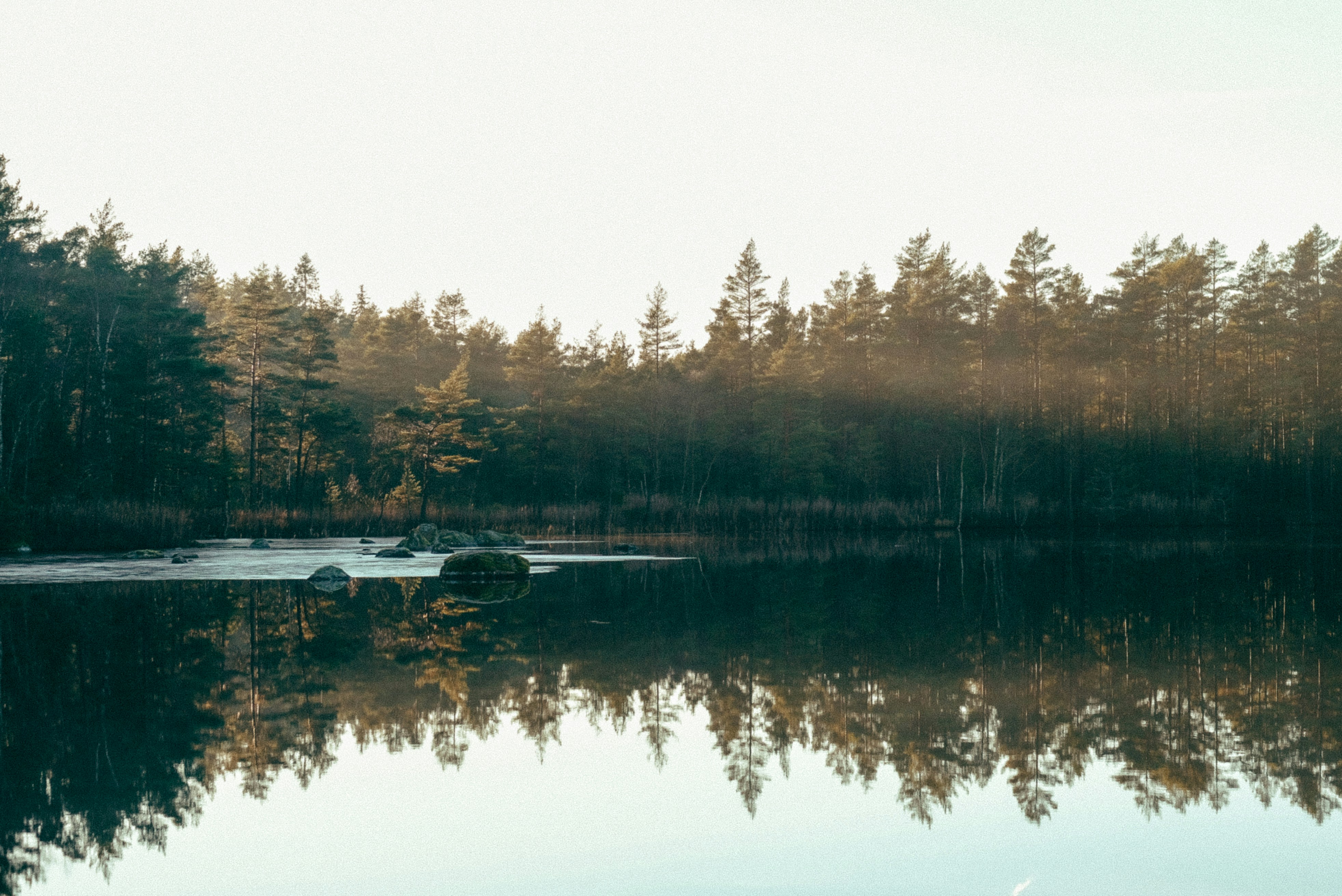 Still Waters, Silent Pines