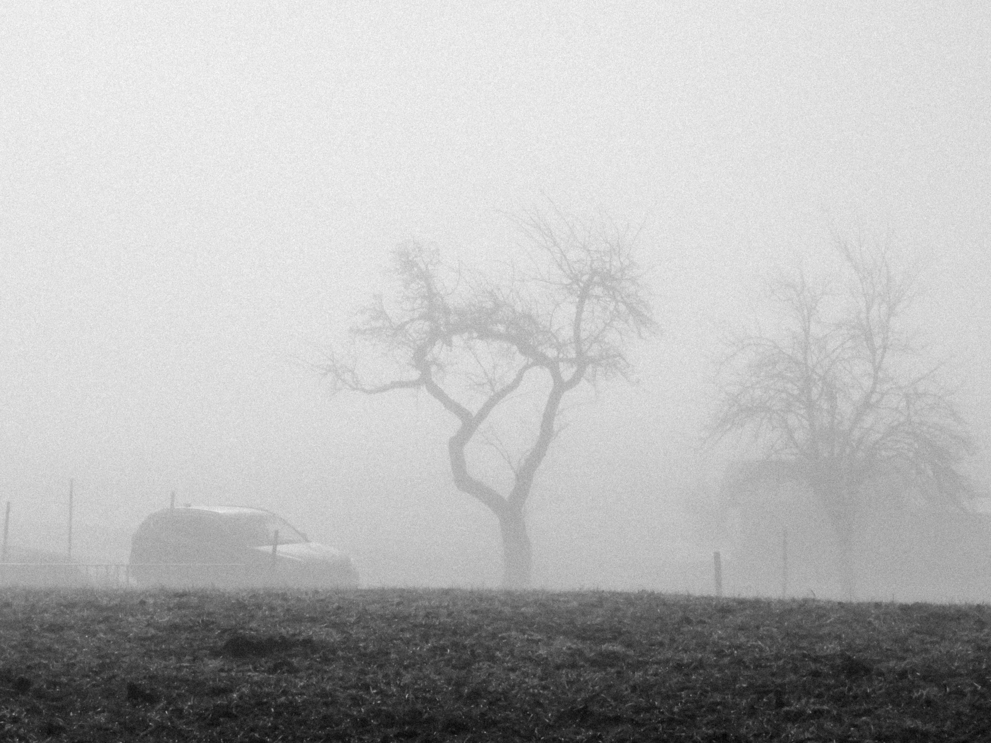 Mist over a Rural Field: A Lone Tree and Hazy Shelter