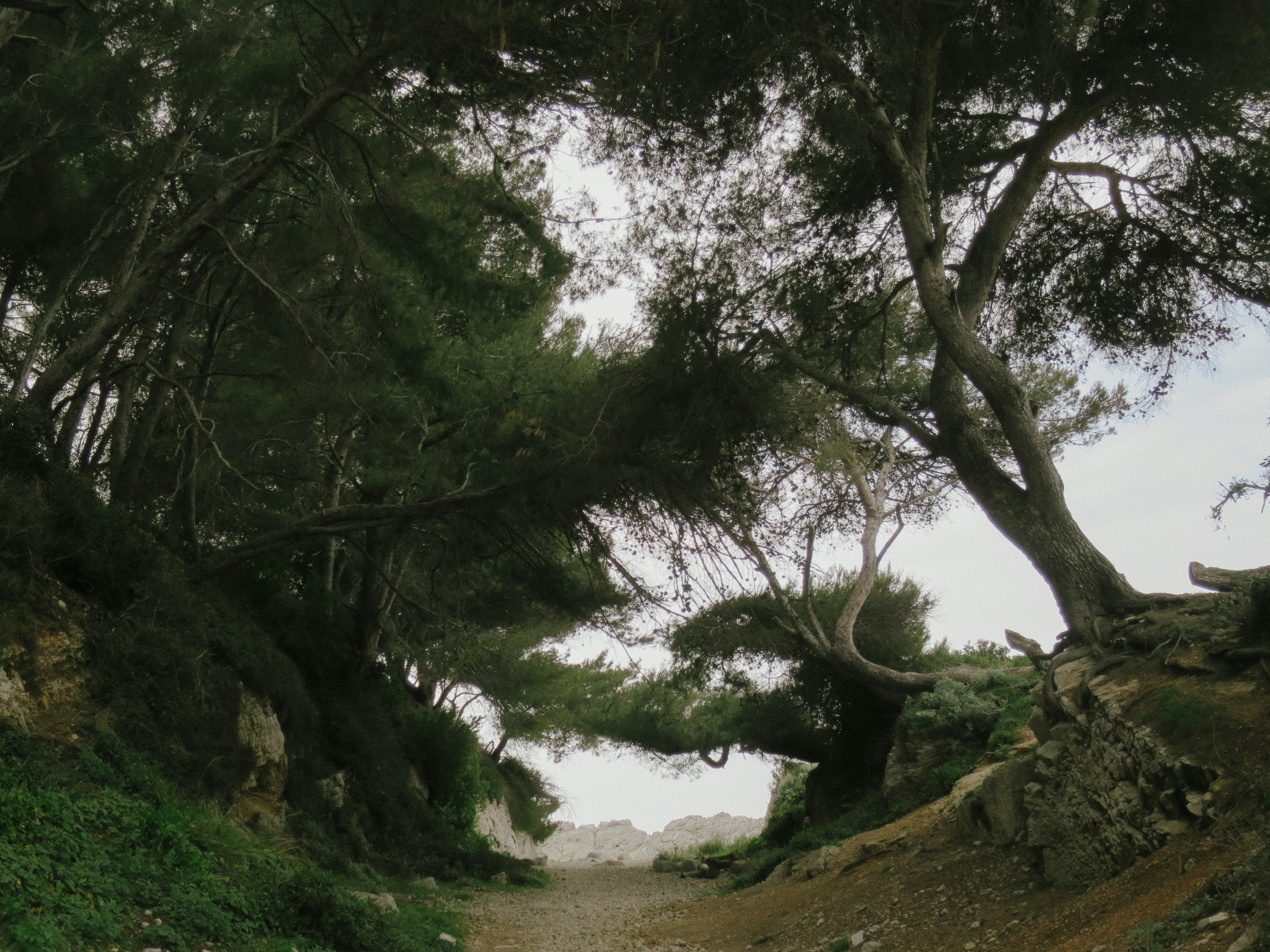 Gateway Through the Verdant Arch