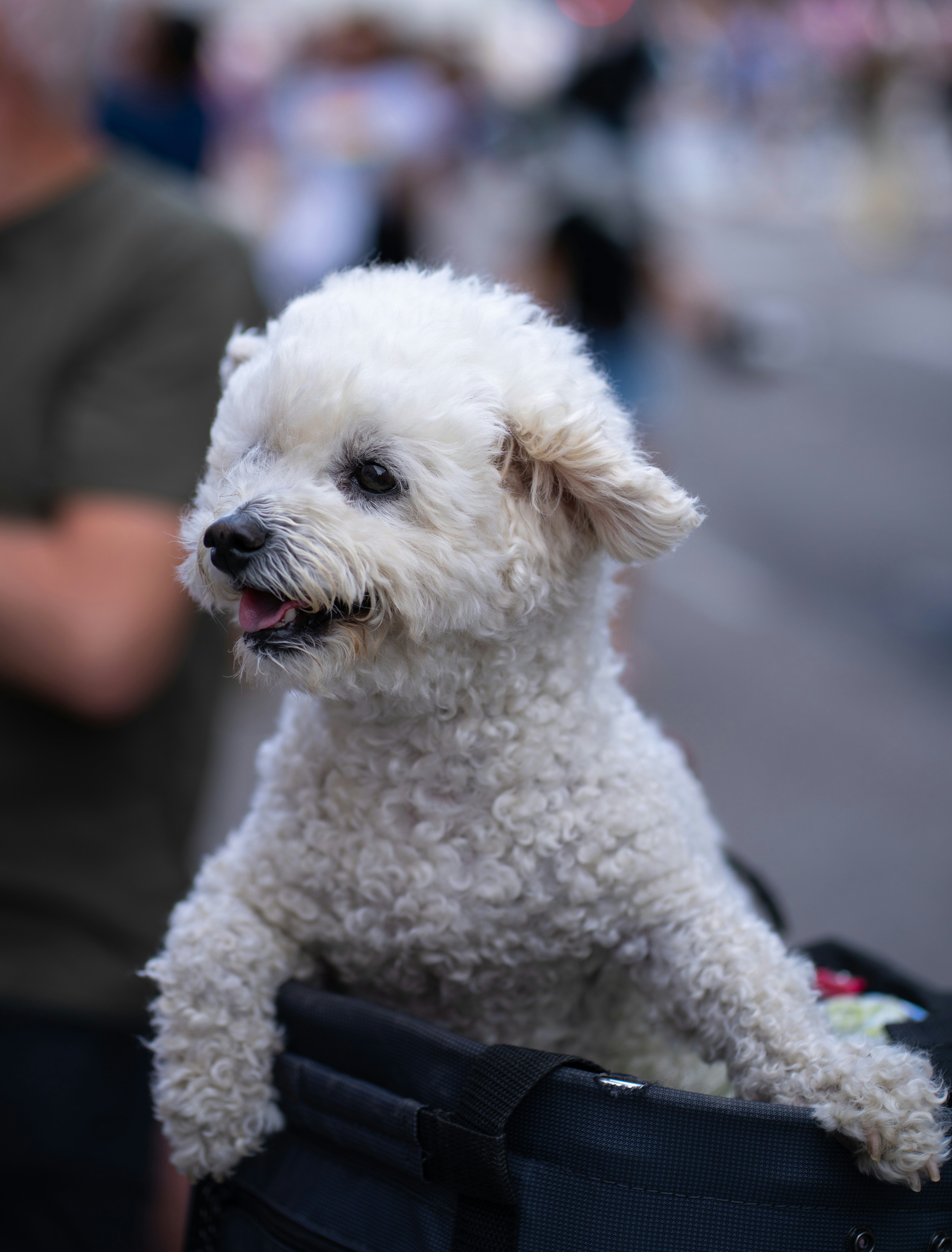 Curled white poodle leaning out of a stroller in a lively street scene, with blurred passersby in the background.