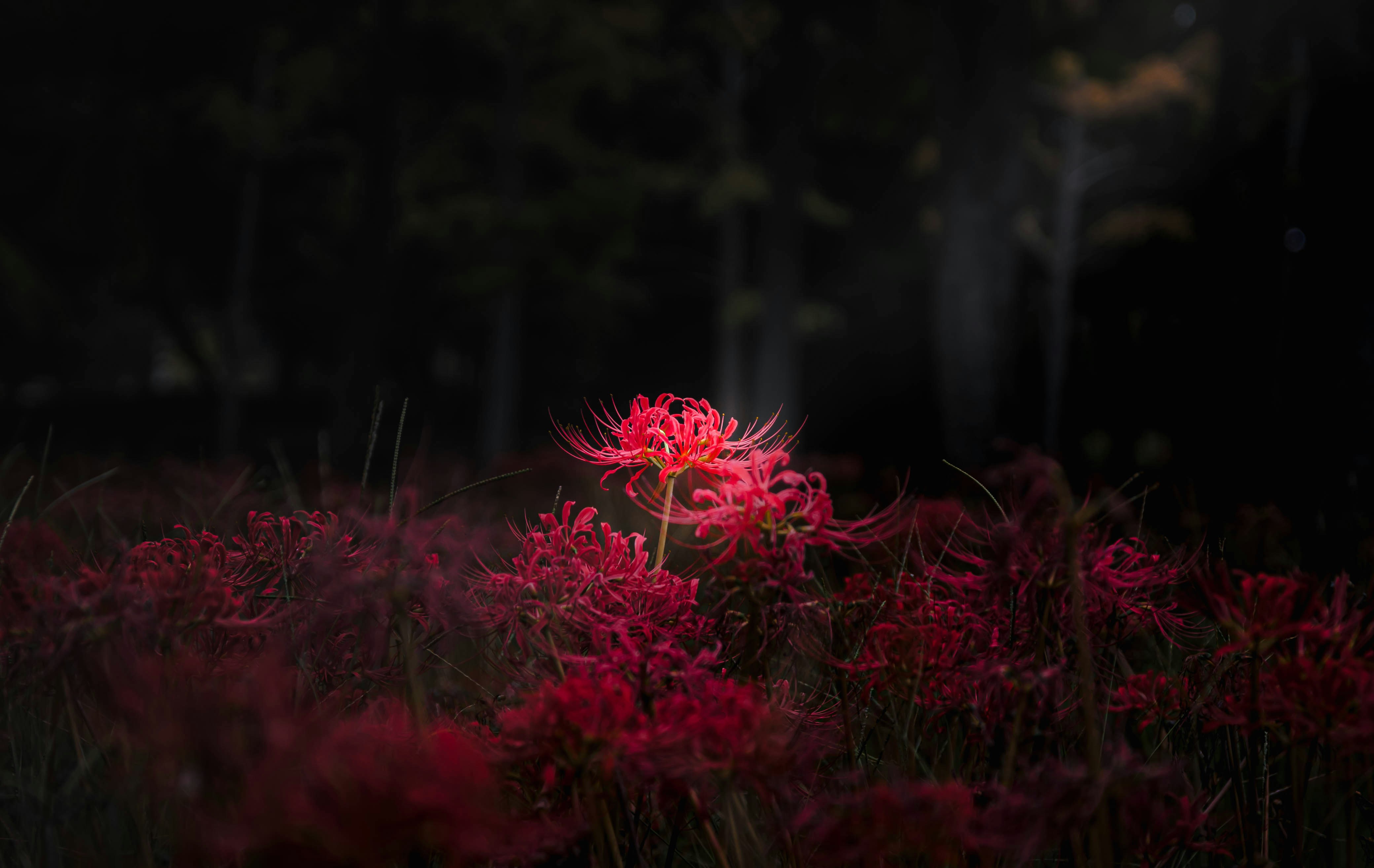The Red Bloom Amid Velvet Dusks