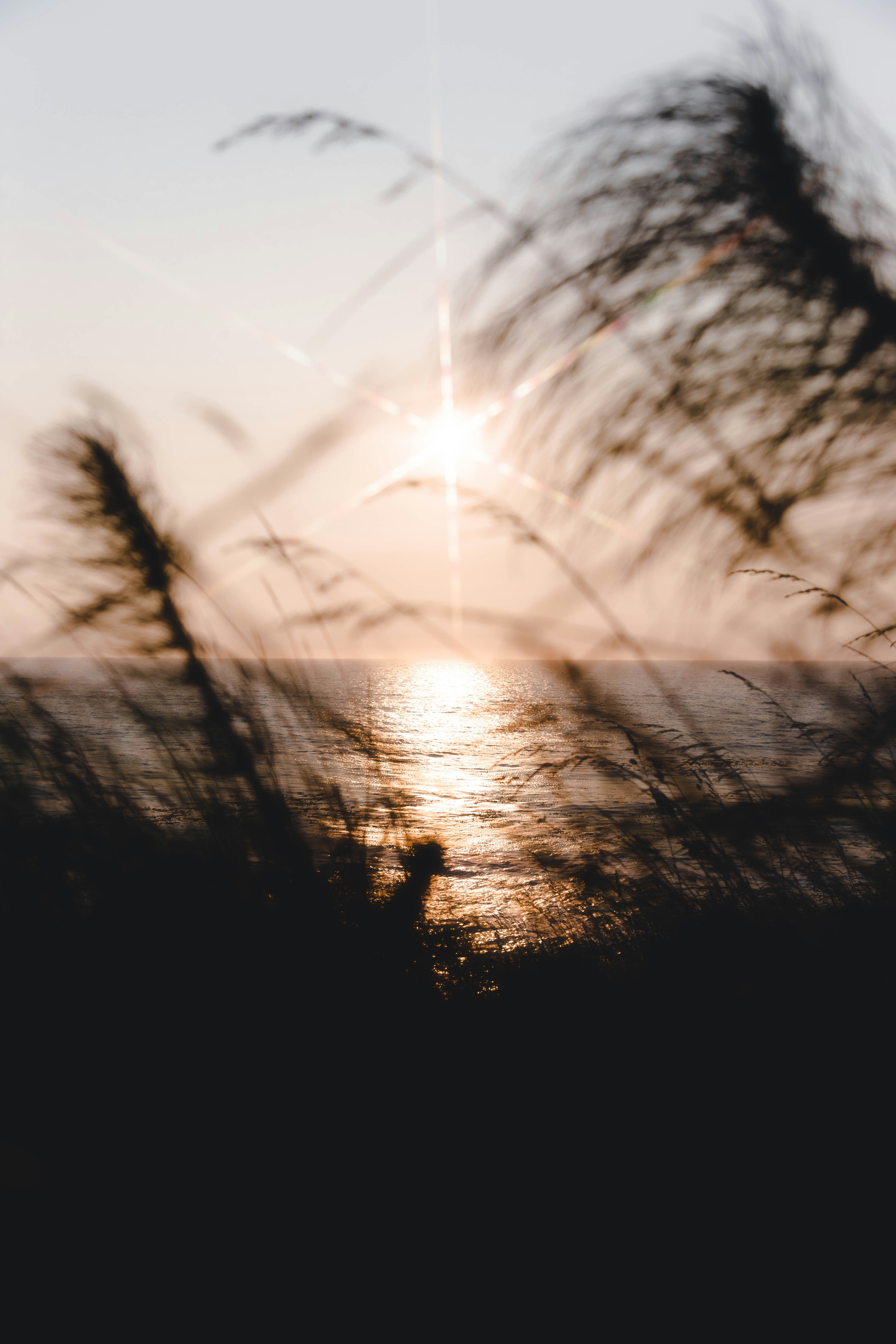 Sunlit Silhouette Over Reeds: A Quiet Evening at Sea