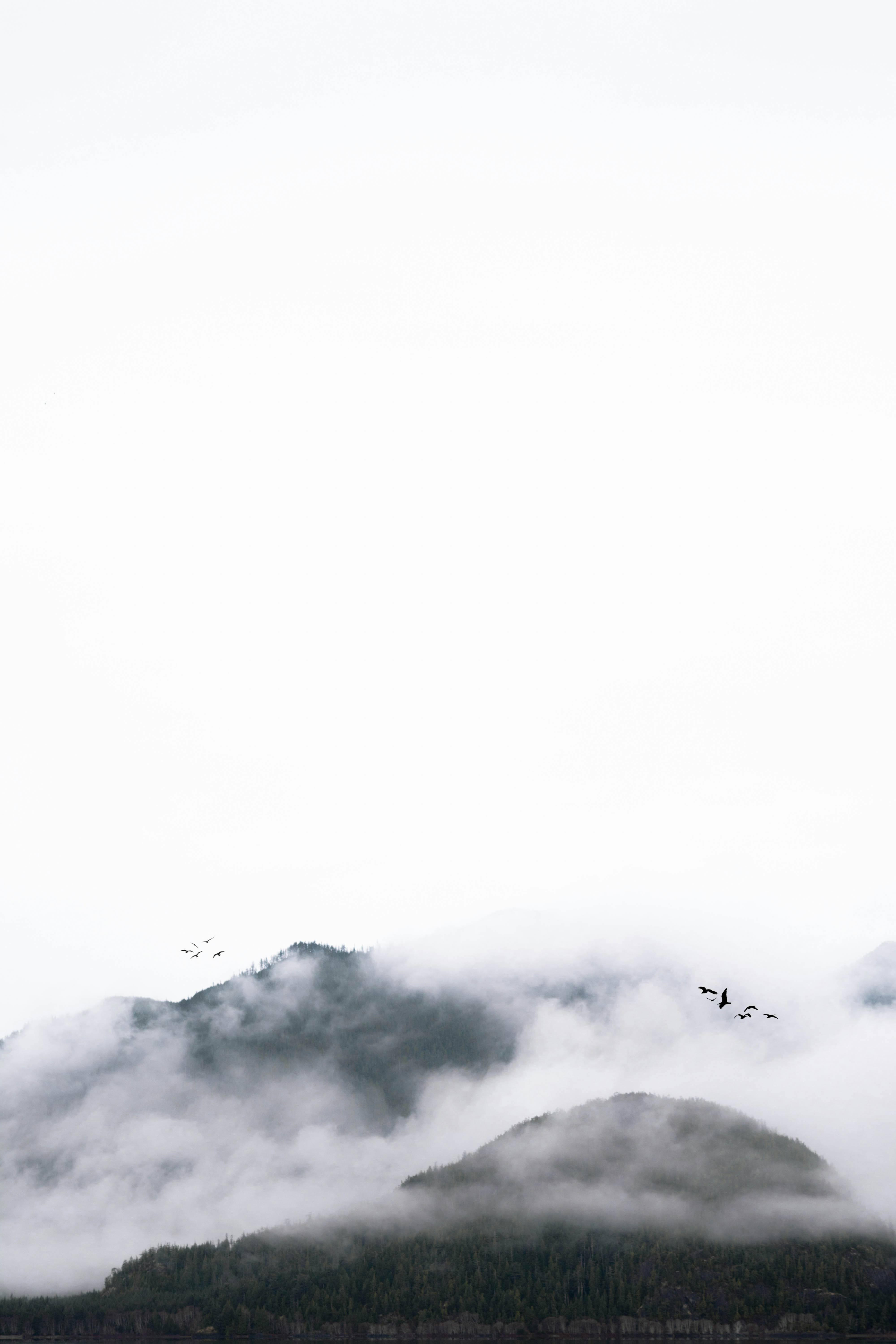 Mist-clad Peaks with Soaring V-formation