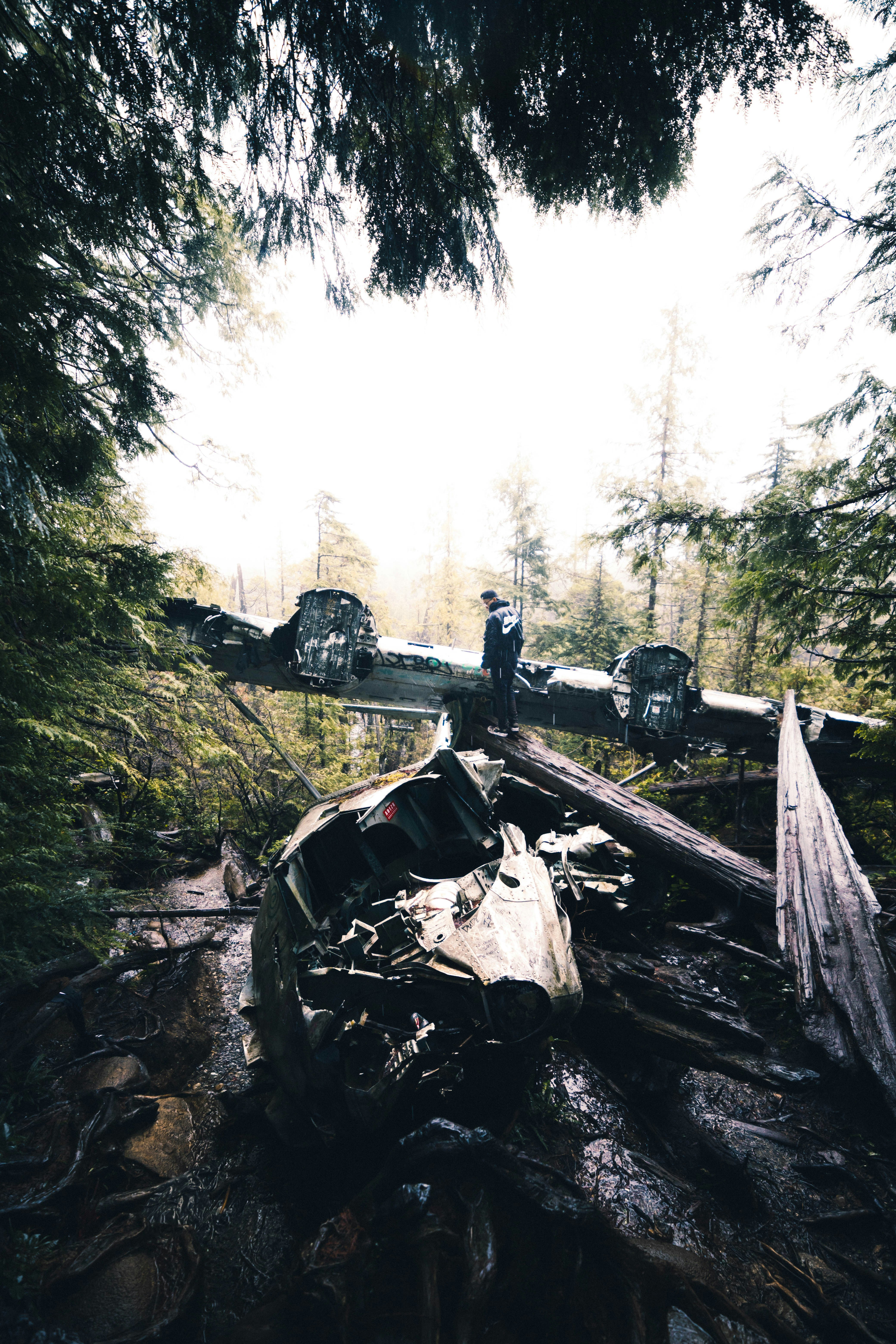 Wreck beneath the Pines: A Forest Collision