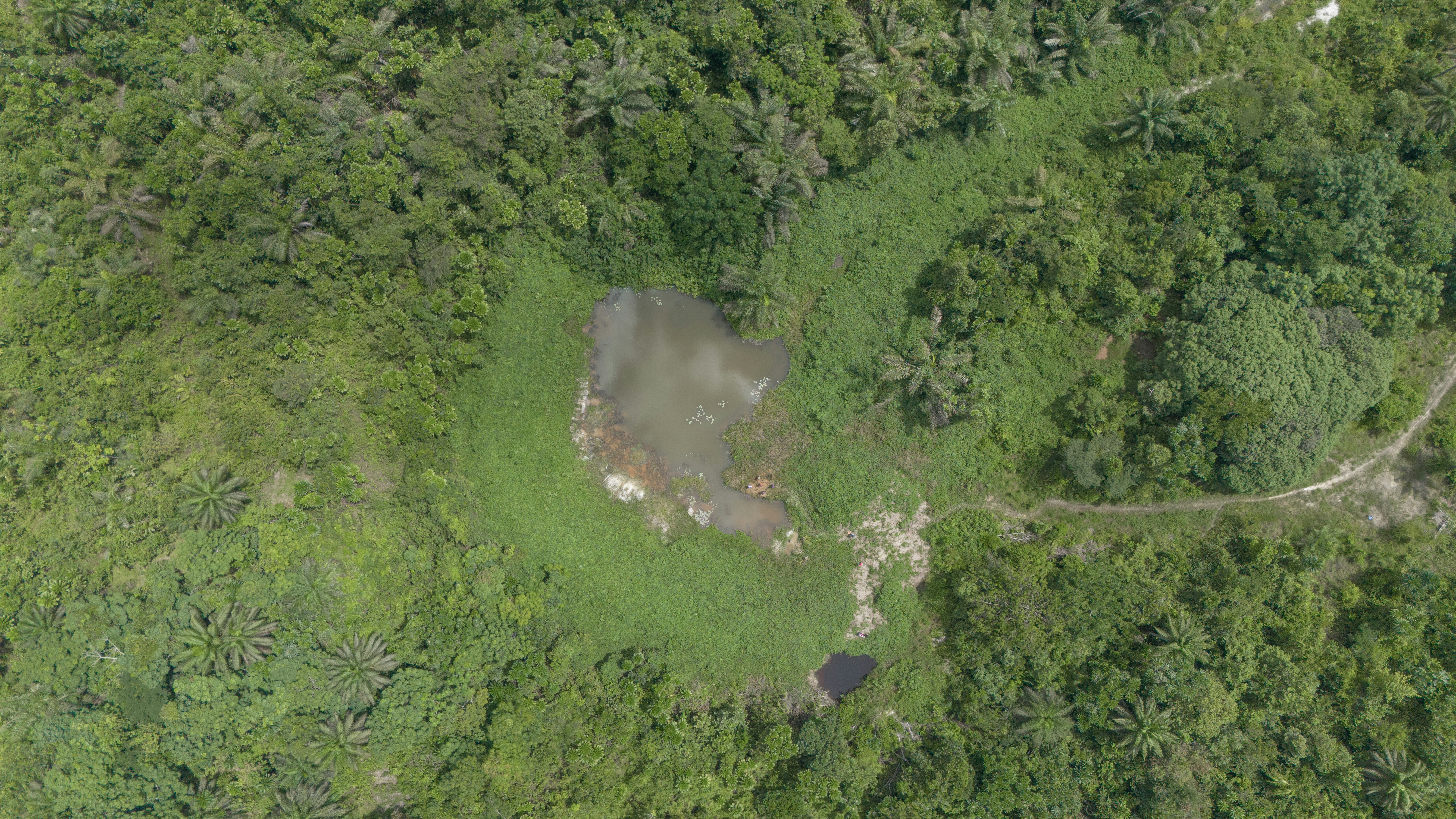 Verdant Drone Portrait: A Hidden Pond in the Canopy