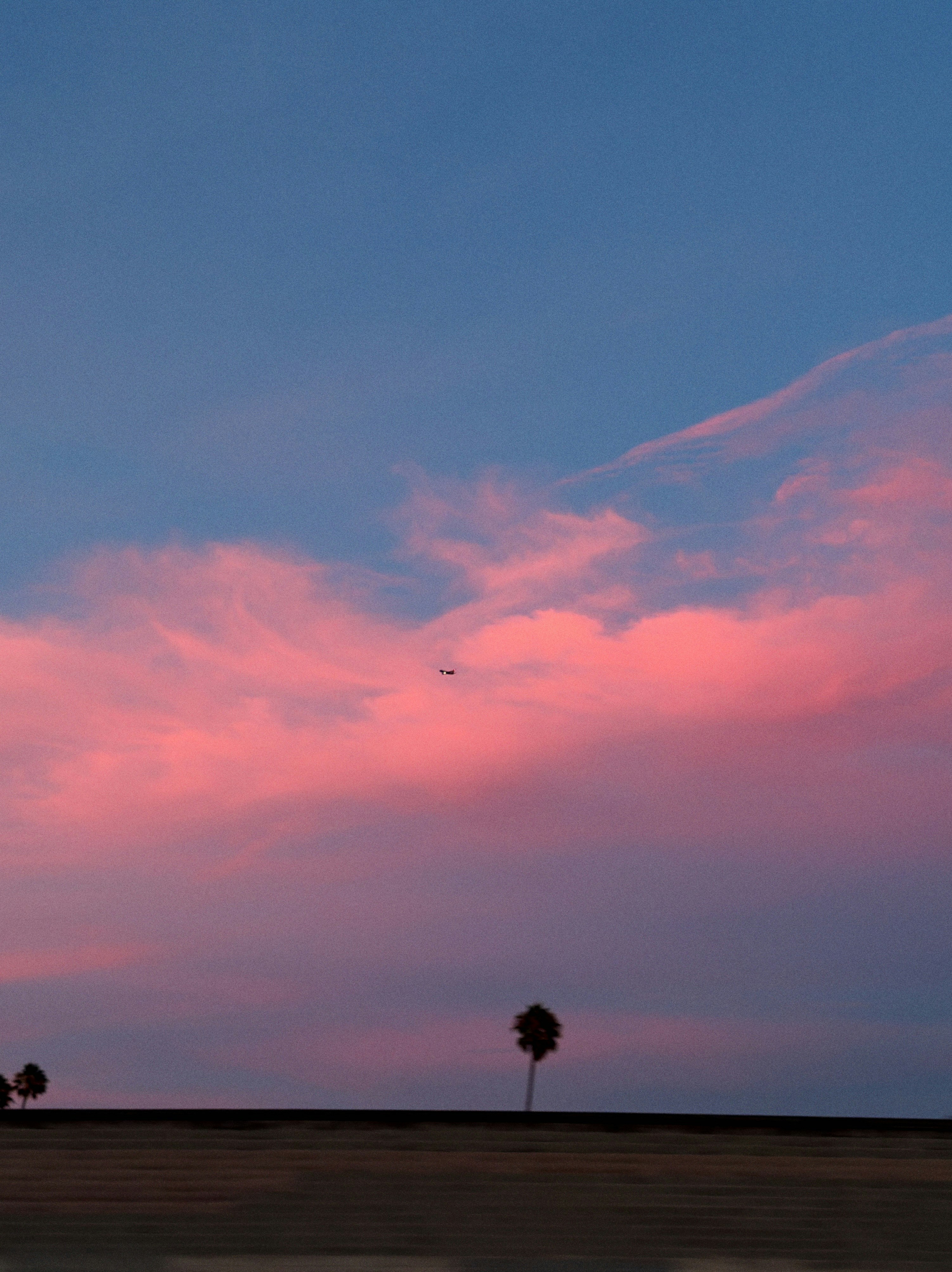 Pink-Top Horizon: A Lone Palm Under a Painted Sunset